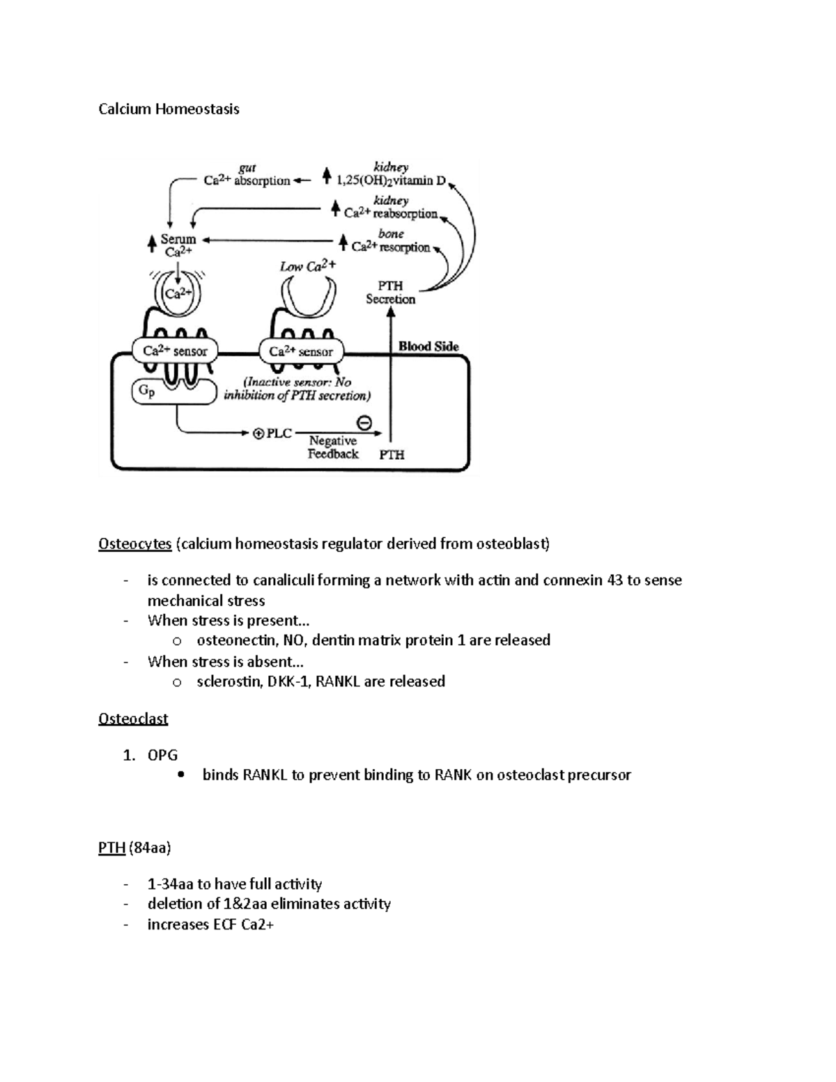 Calcium Homeostasis - Lecture notes 20-22 - Calcium Homeostasis ...