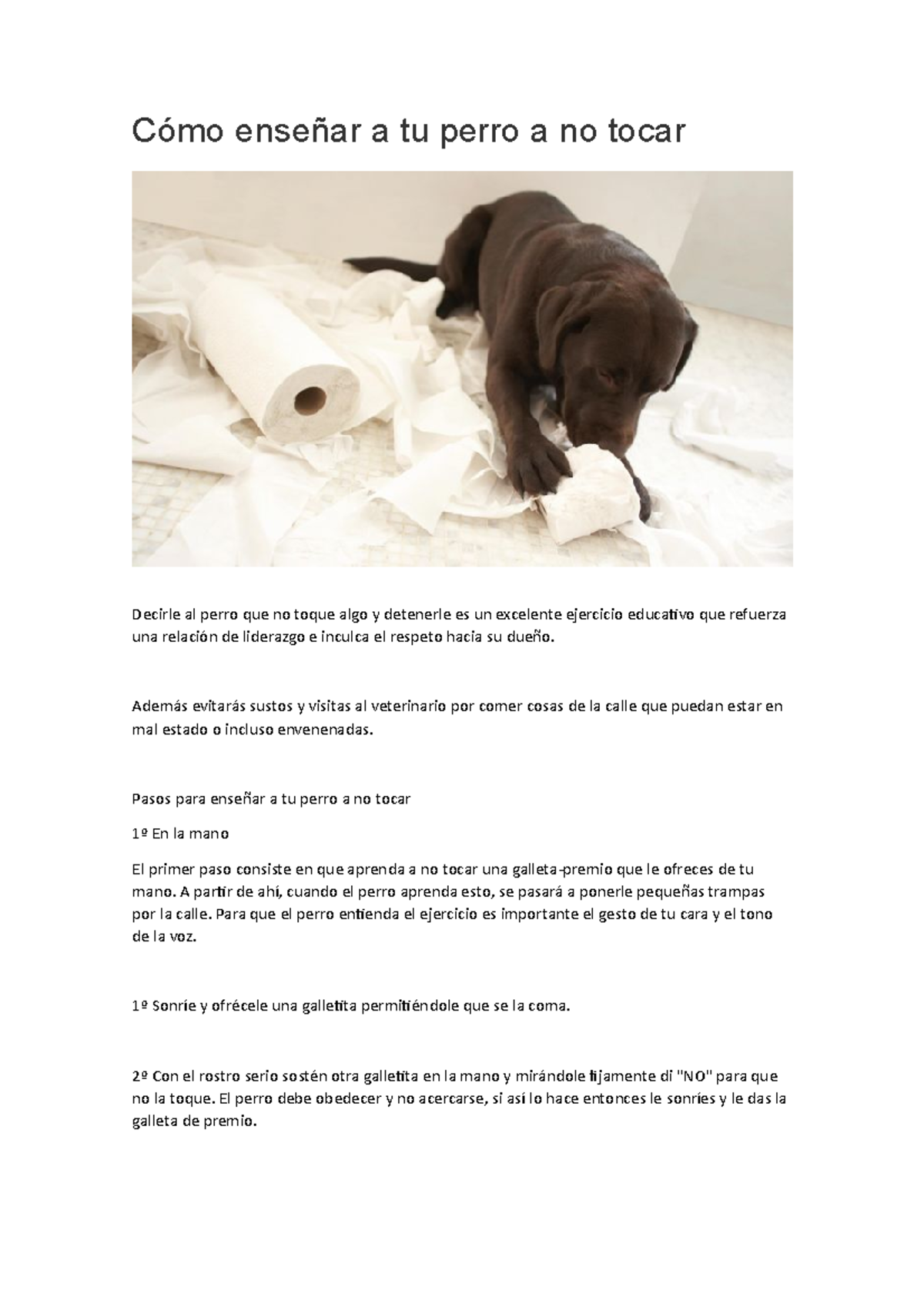 Cómo enseñar a tu perro a no tocar y dañar objetos - Cómo enseñar a tu ...