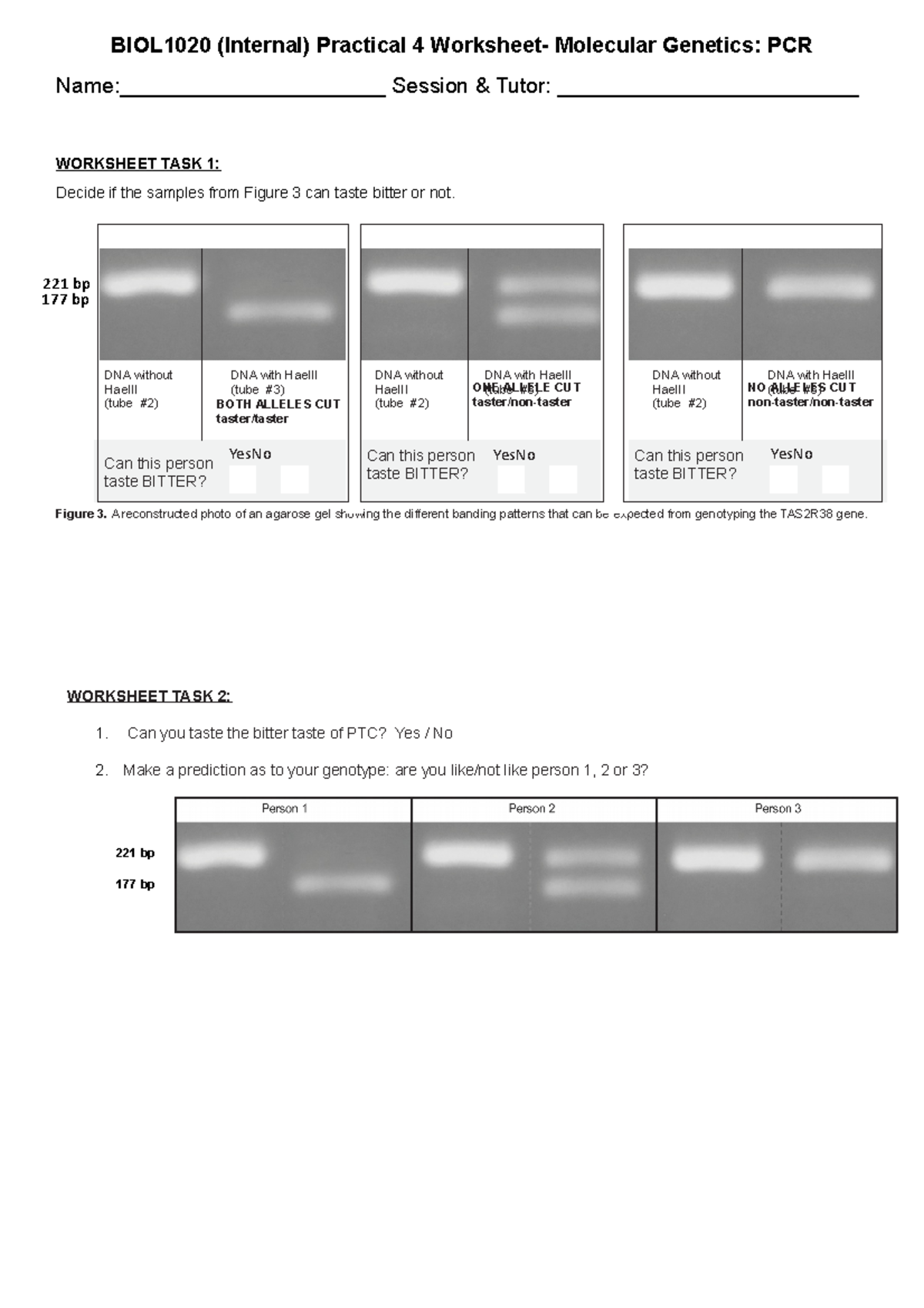 Practical 4 - PCR Worksheet - BIOL1020 (Internal) Practical 4 Worksheet ...