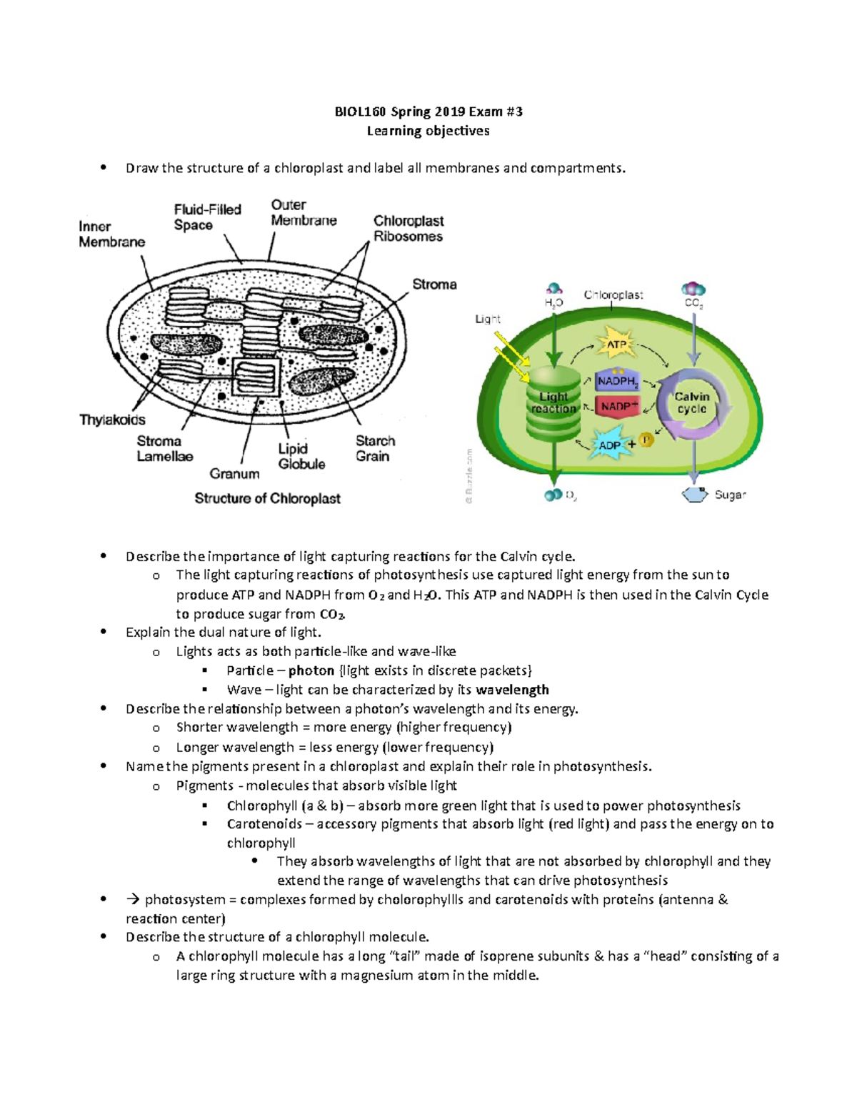 Study guide III BIOL160 2019 - BIOL160 Spring 2019 Exam # Learning ...