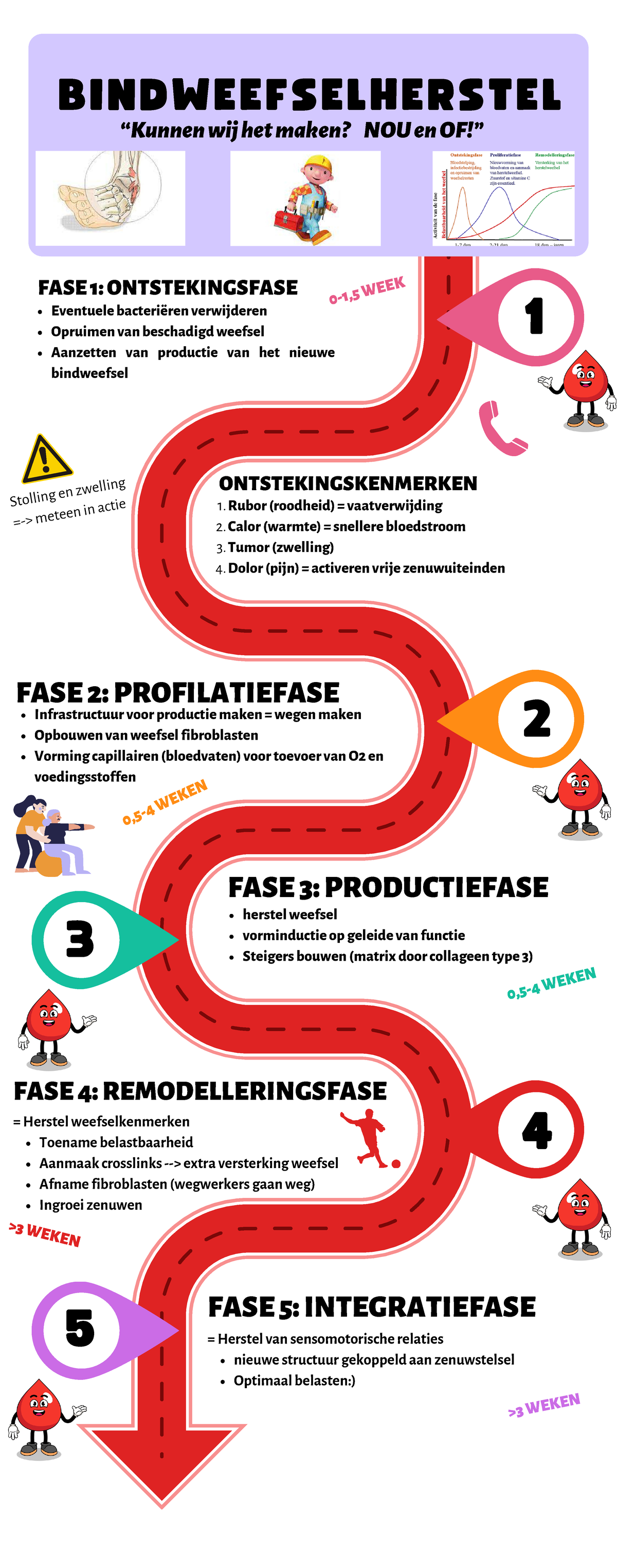 Infographic bindweefselherstel - Eventuele bacteriëren verwijderen ...
