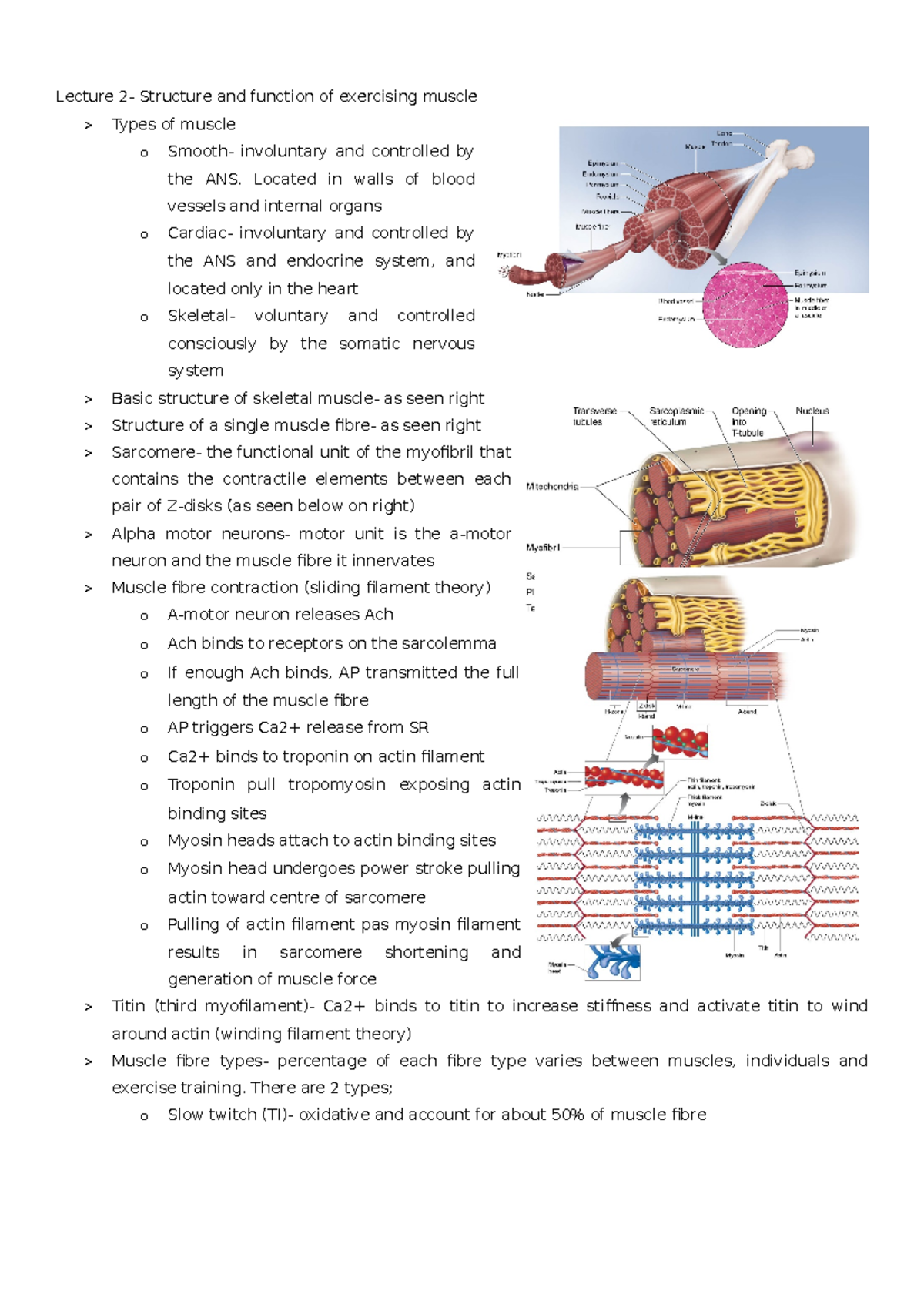 Exercise Physiology Revision - Lecture 2- Structure and function of ...