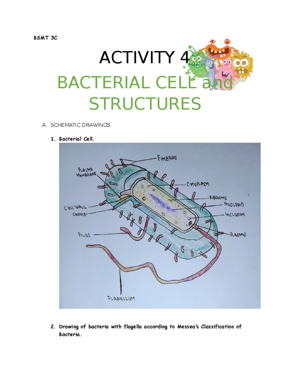 Bacterial Cell and Structures - BSMT 3C A. SCHEMATIC DRAWINGS Bacterial ...