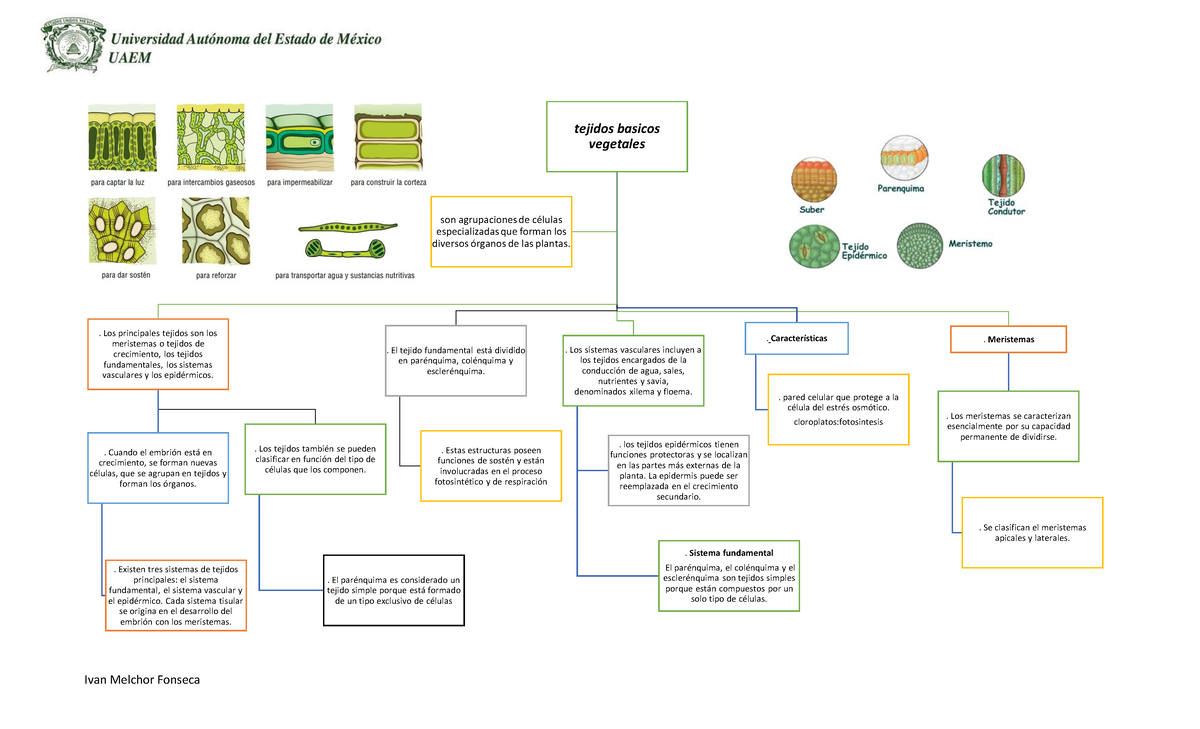 mapa conceptual de Tejidos basicos - Ivan Melchor Fonseca tejidos basicos vegetales . Los - Studocu