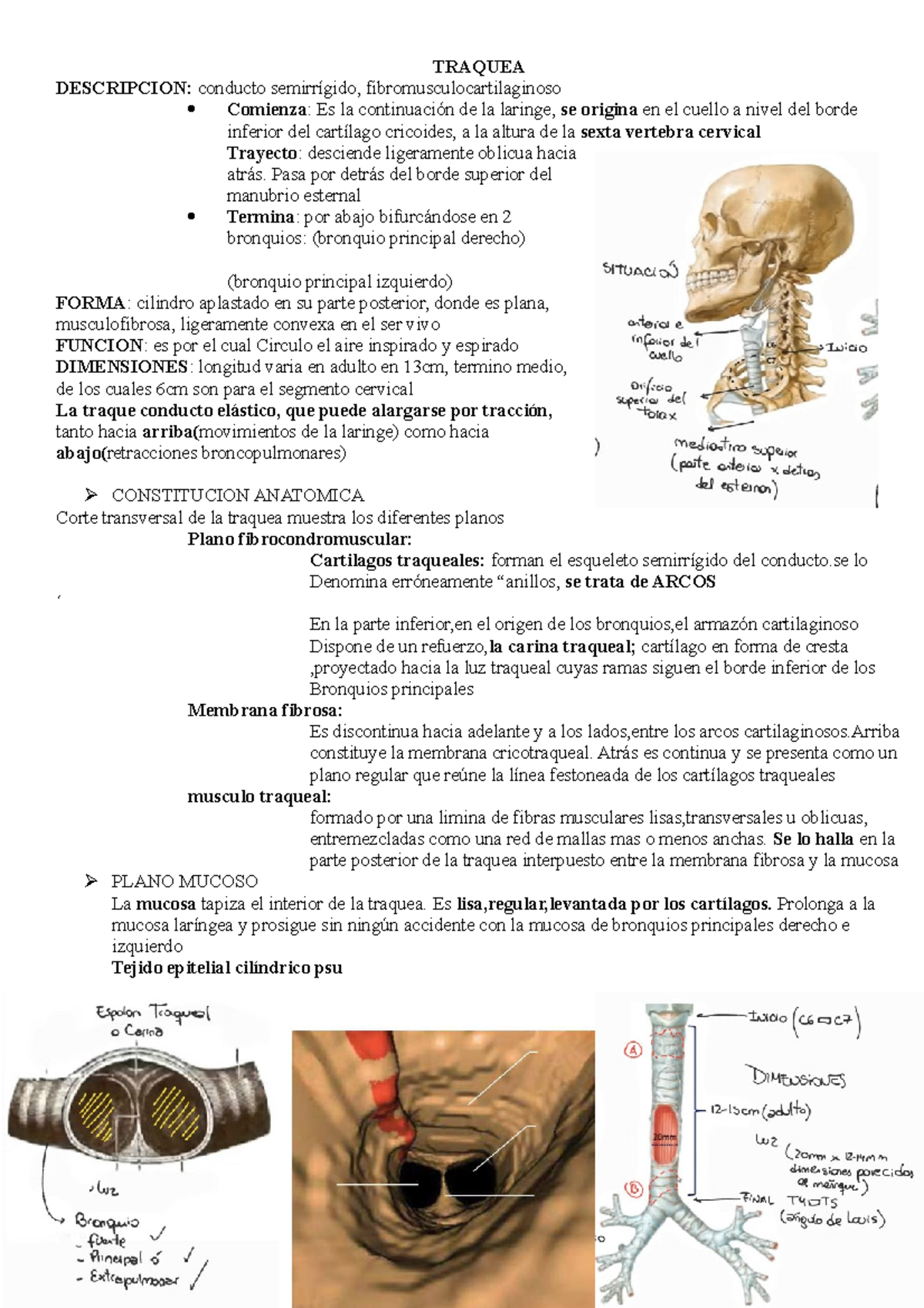 generealidades de la traquea - TRAQUEA DESCRIPCION: conducto ...