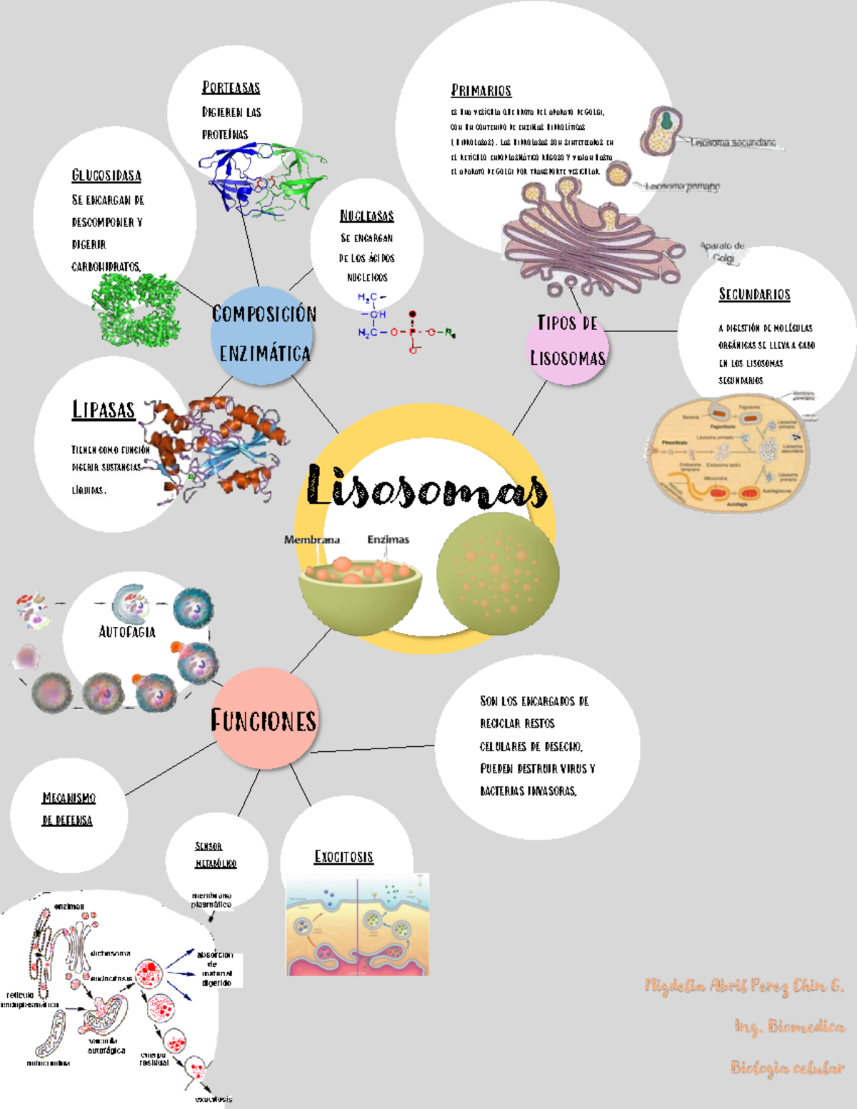Mapa Mental lisosomas - Primarios es una vesÌcula que brota del aparato ...