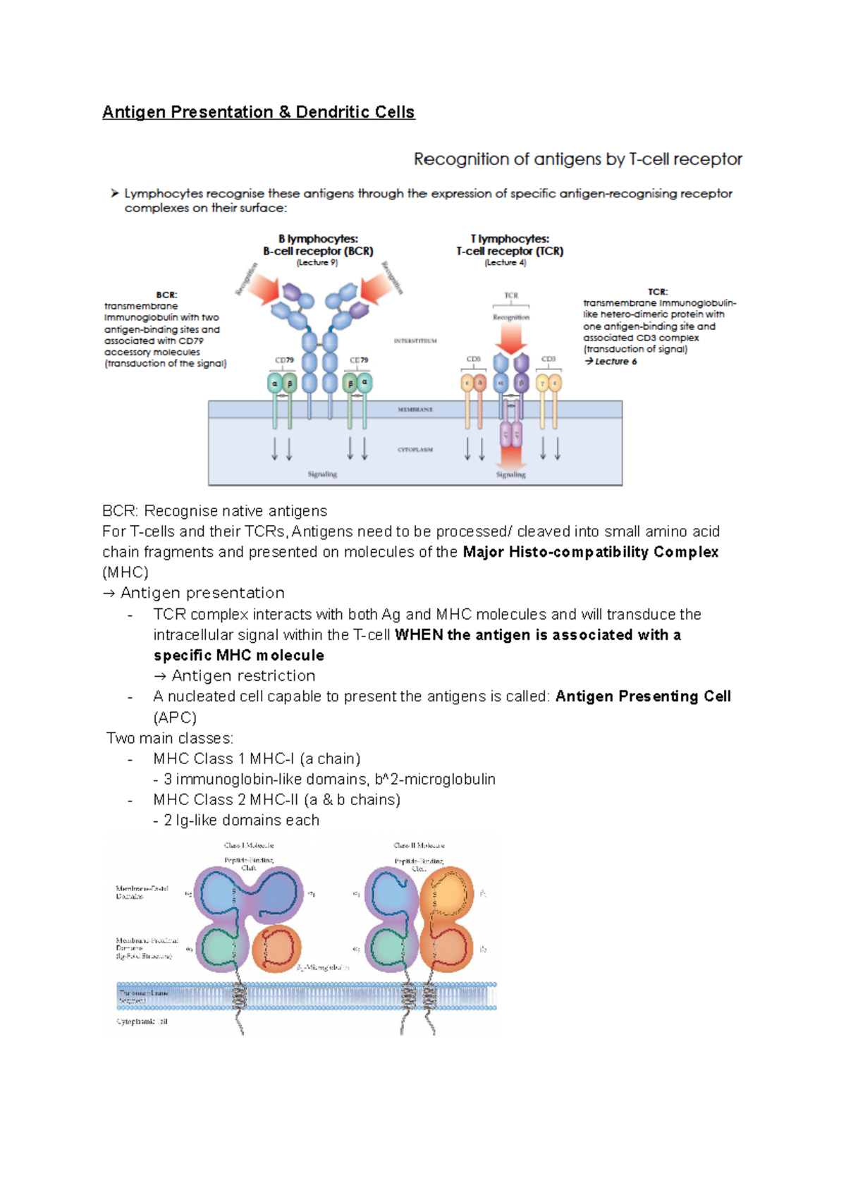 Immunology Lecture 5 Antigen Presention Dendritic Cells Antigen