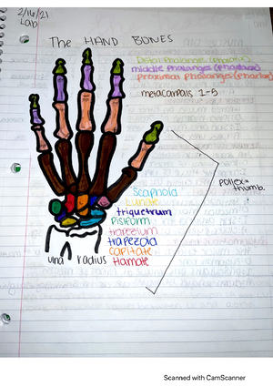 Anatomy Prefixes and Suffixes - BIO 160 - Studocu