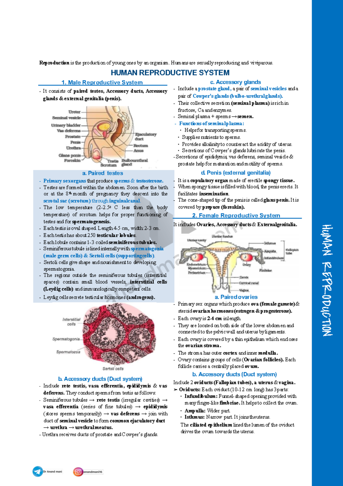 01 Human Reproduction-converted-Copy - Reproduction is the production ...