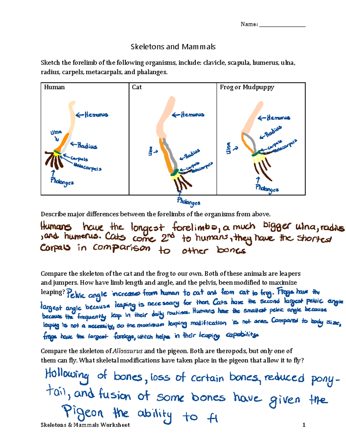 Skeletons Mammals Worksheet - BIOL 1510 - NSU - Studocu