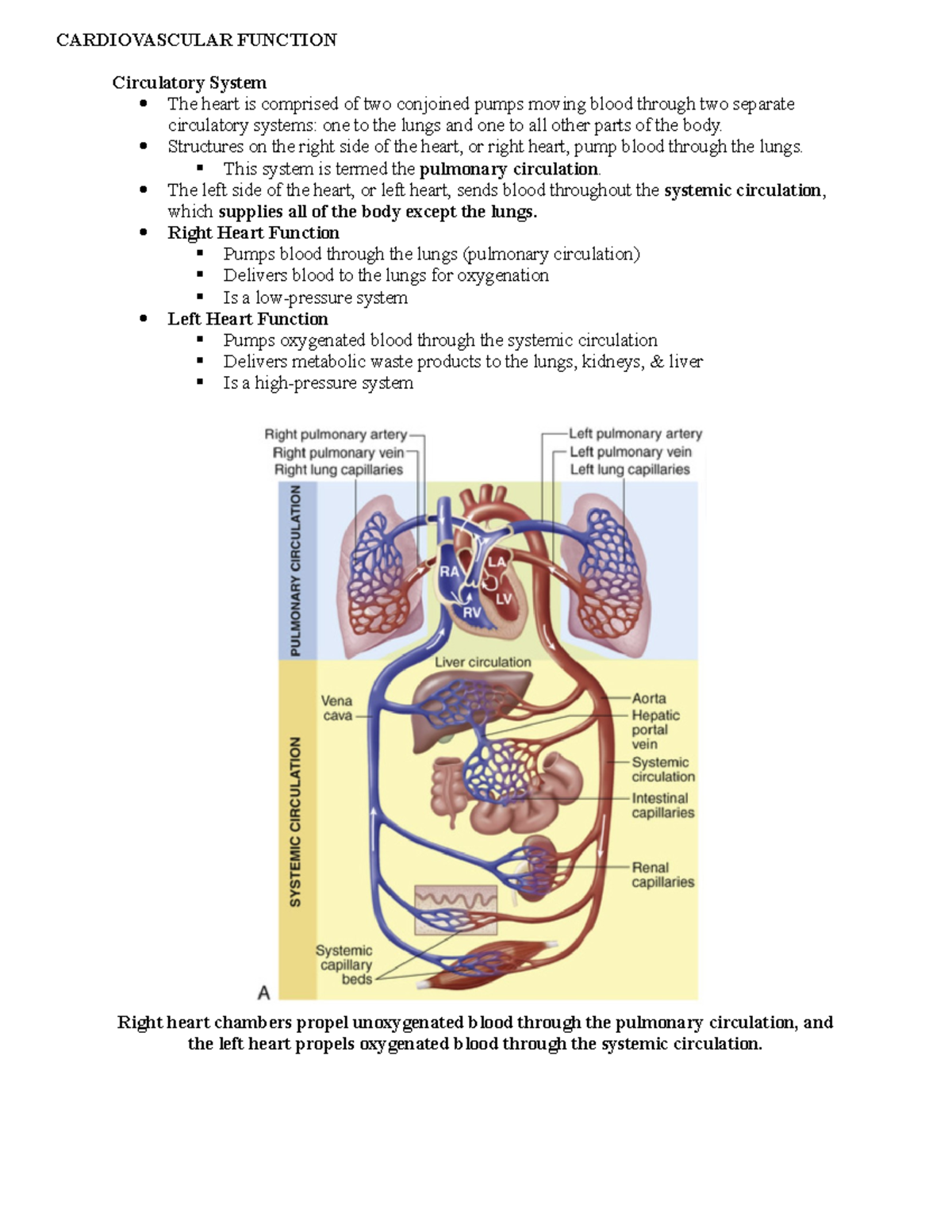 Cardiovascular Study Guide - CARDIOVASCULAR FUNCTION Circulatory System ...