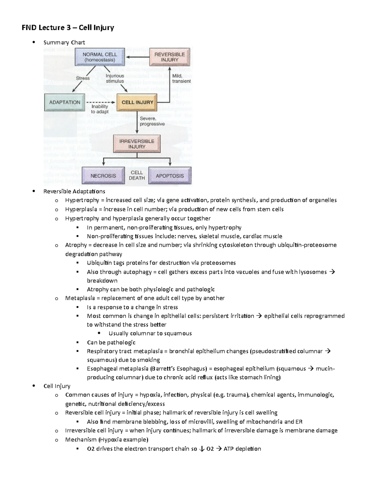 FND 3 - Cell Injury - FND Lecture 3 – Cell Injury Summary Chart ...