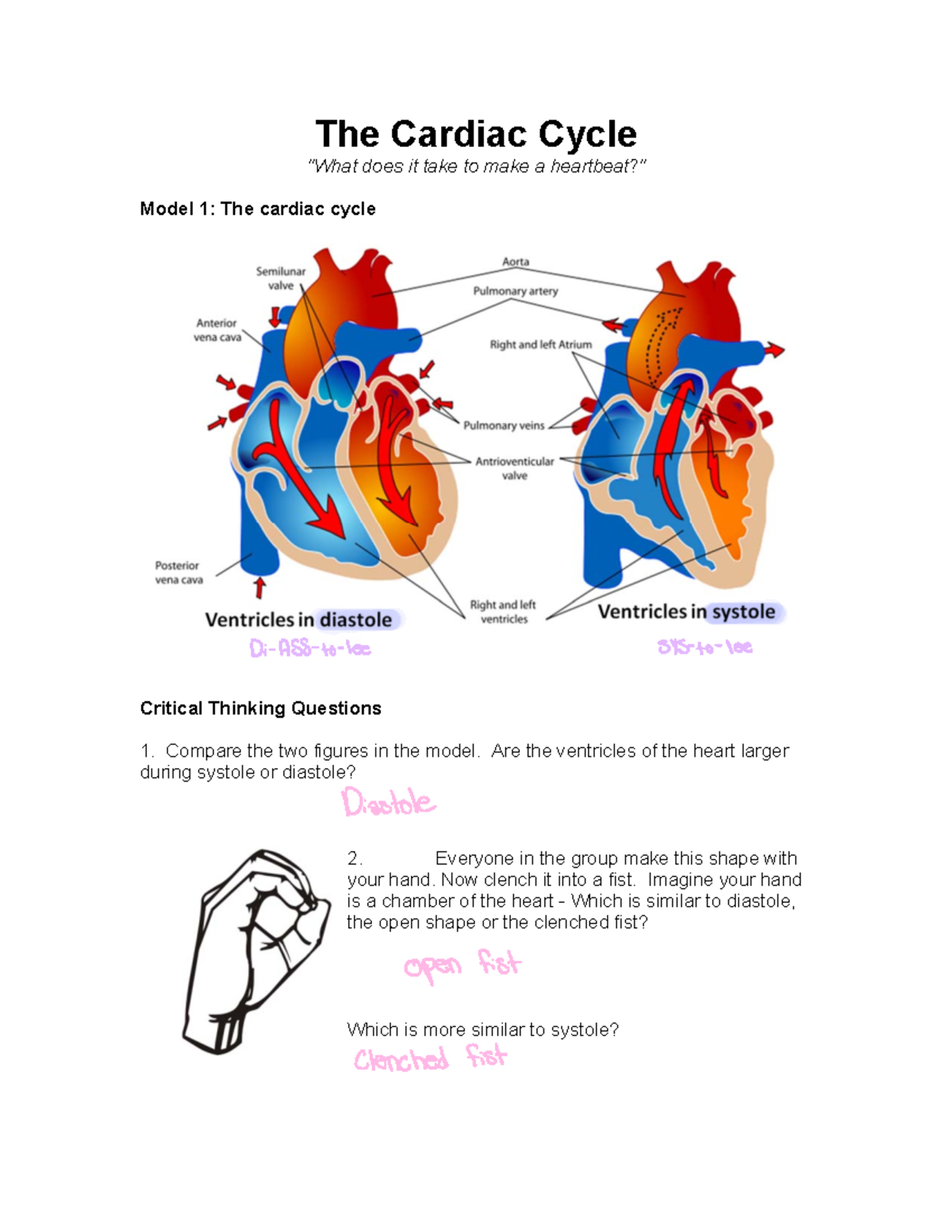 DR Brown Pogil - The Cardiac Cycle "What does it take to make a ...