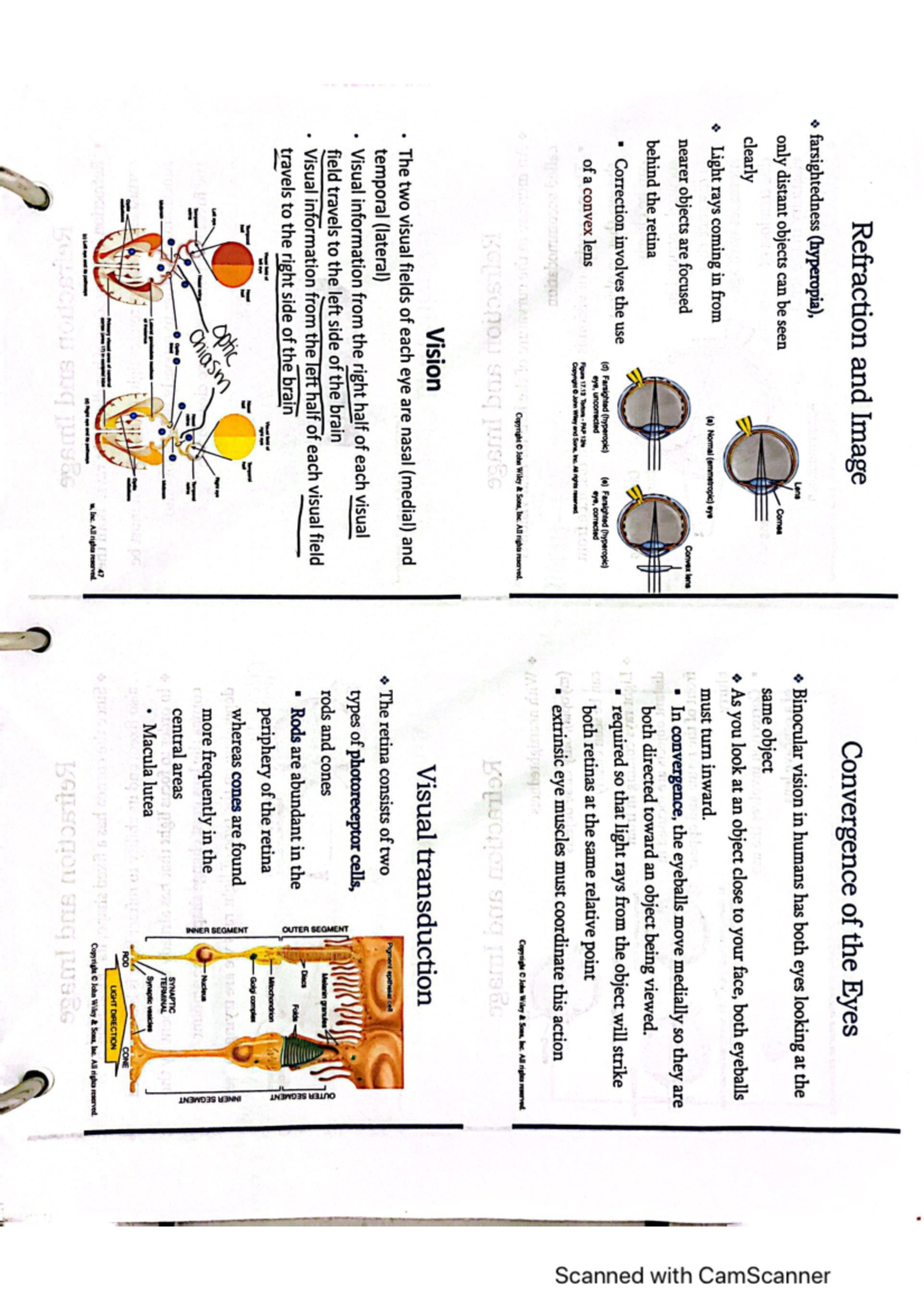 Anatomy Chapter 17 Second Part - BIOL 142 - Studocu