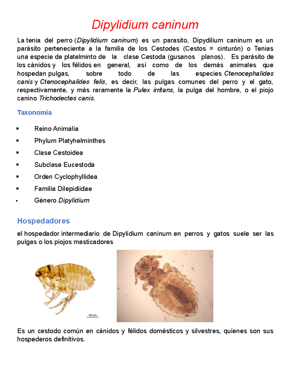 Dipylidium caninum - Es parásito de los cánidos y los félidos en ...