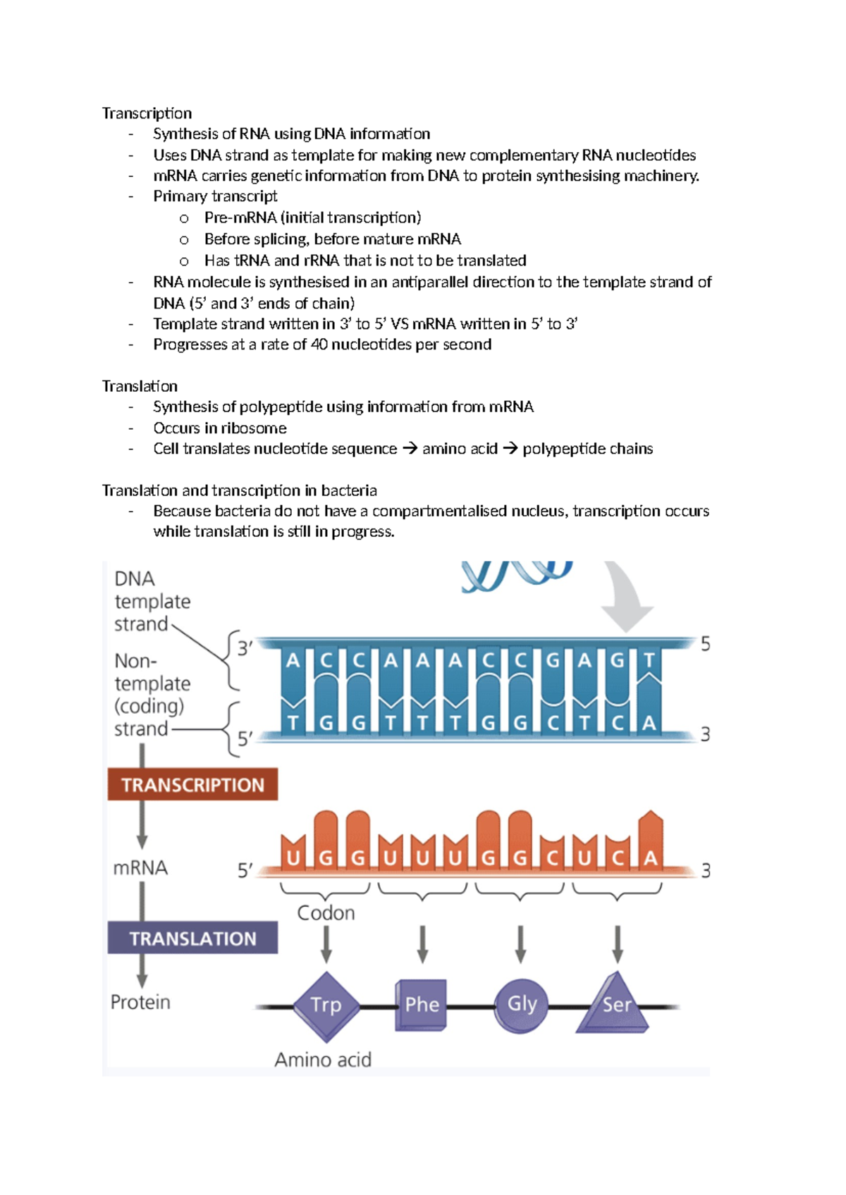 BIOL1020 Mini Test 2 Notes - Transcription - Synthesis of RNA using DNA ...