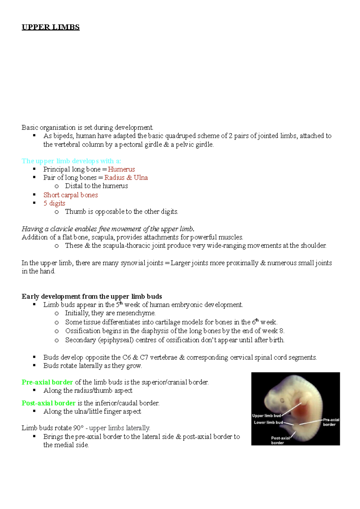 Upper Limbs - UPPER LIMBS Basic organisation is set during development ...