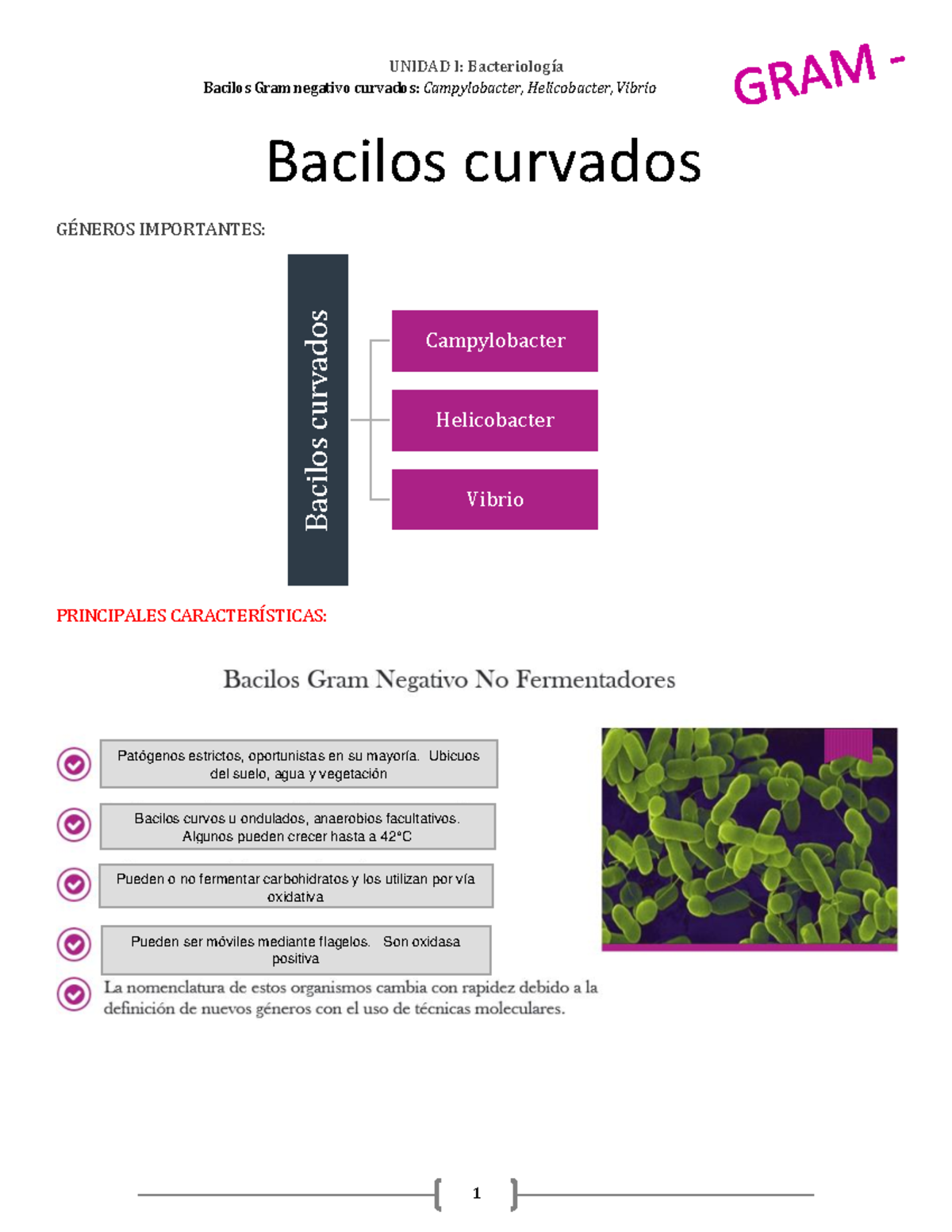 Bacilos curvados 2023 - ####### Bacilos Gram negativo curvados ...