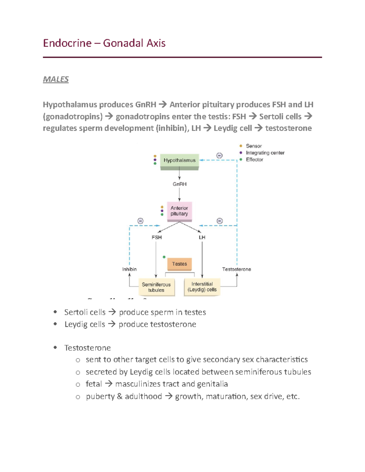 Endocrine - Gonadal Axis - Endocrine – Gonadal Axis MALES Hypothalamus ...
