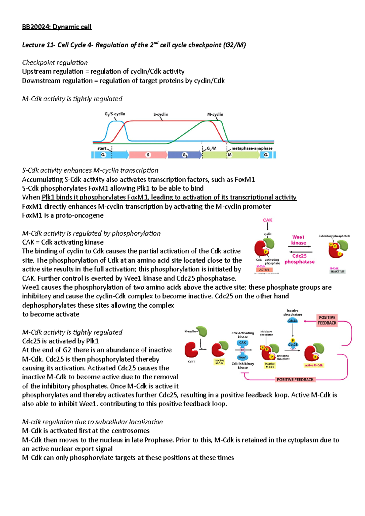 BB20024- Cell cycle regulation (G2:M) - BB20024: Dynamic cell Lecture ...