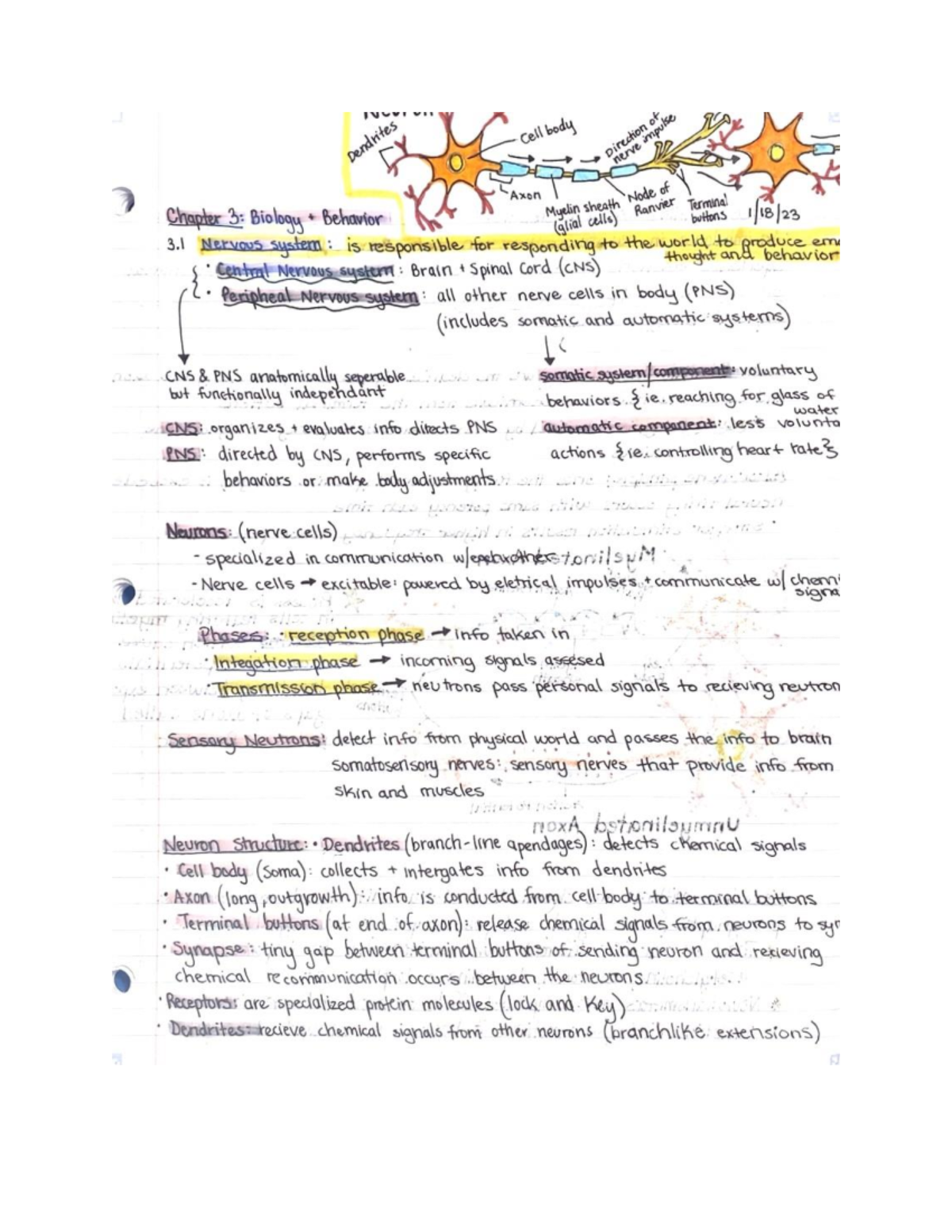 Psychology notes - Chapter 1: Biology and Behavior - pendities cellbody ...