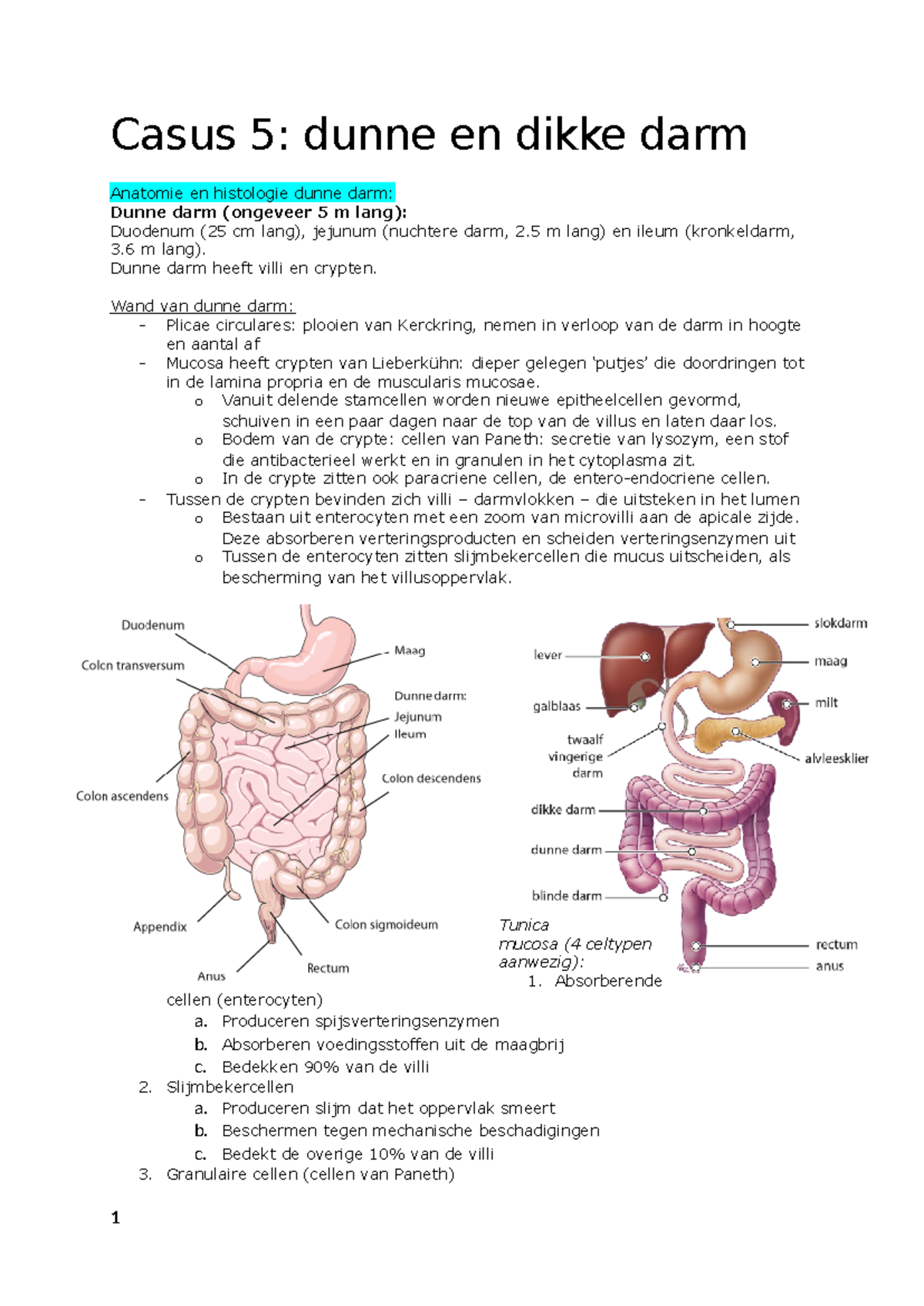 Casus 5 (dunne en dikke darm) - Casus 5: dunne en dikke darm Anatomie ...