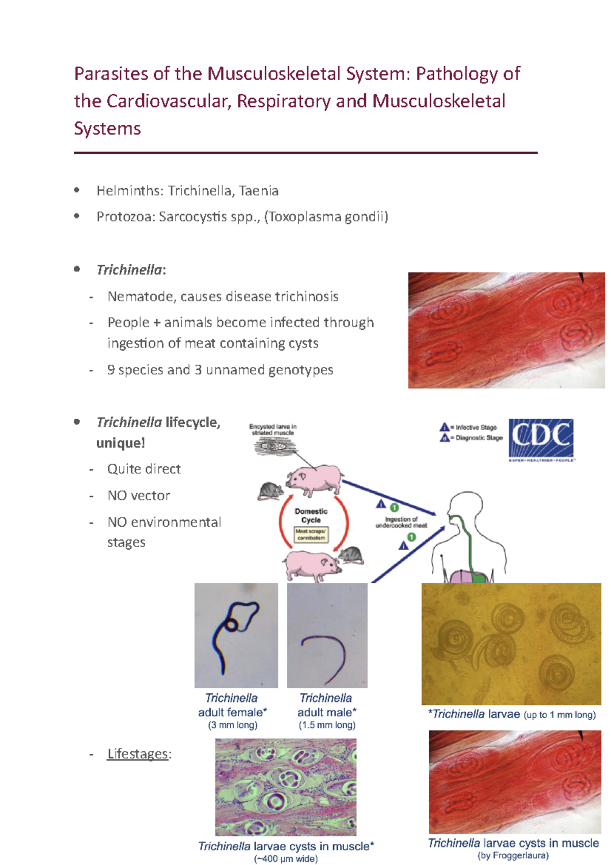 Parasites of the Musculoskeletal System Pcrms - Parasites of the ...