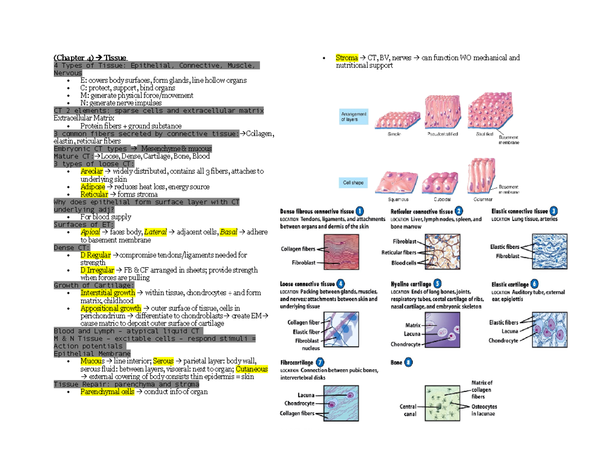 Midterm 2 Notes - (Chapter 4) Tissue 4 Types of Tissue: Epithelial ...