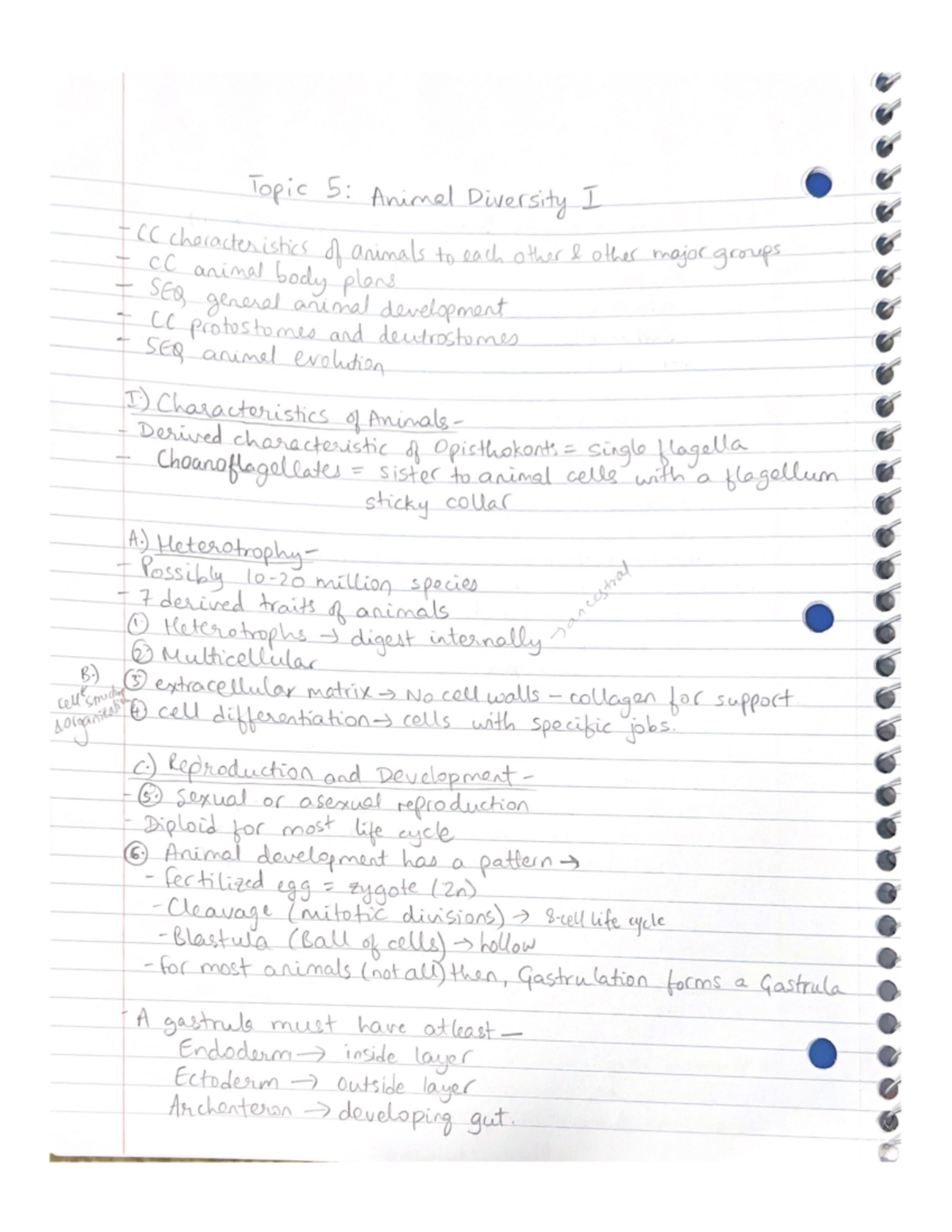 Animal Diversity - notes - 01:119:116 - Studocu