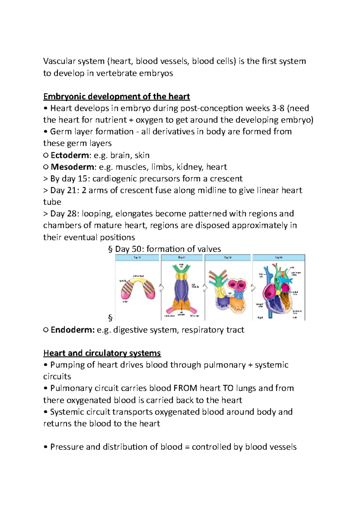 Vascular system of the Heart - Vascular system (heart, blood vessels ...