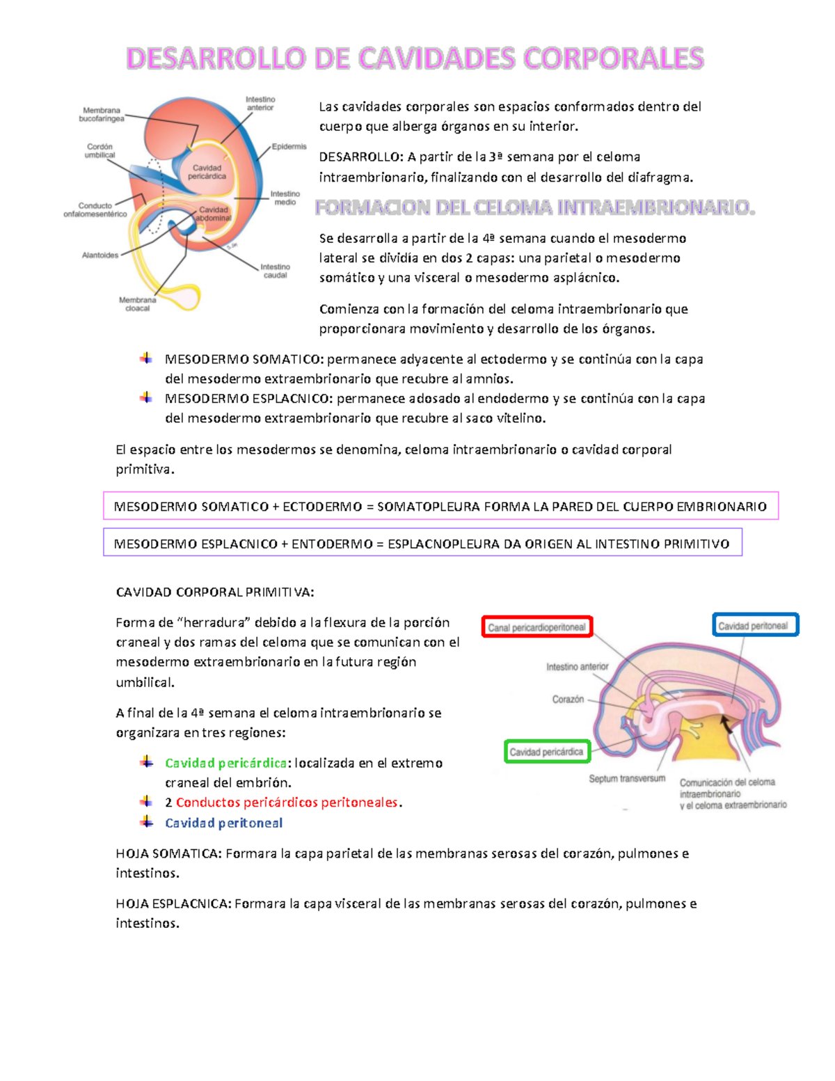 Desarrollo DE Cavidades Corporales - Las cavidades corporales son ...