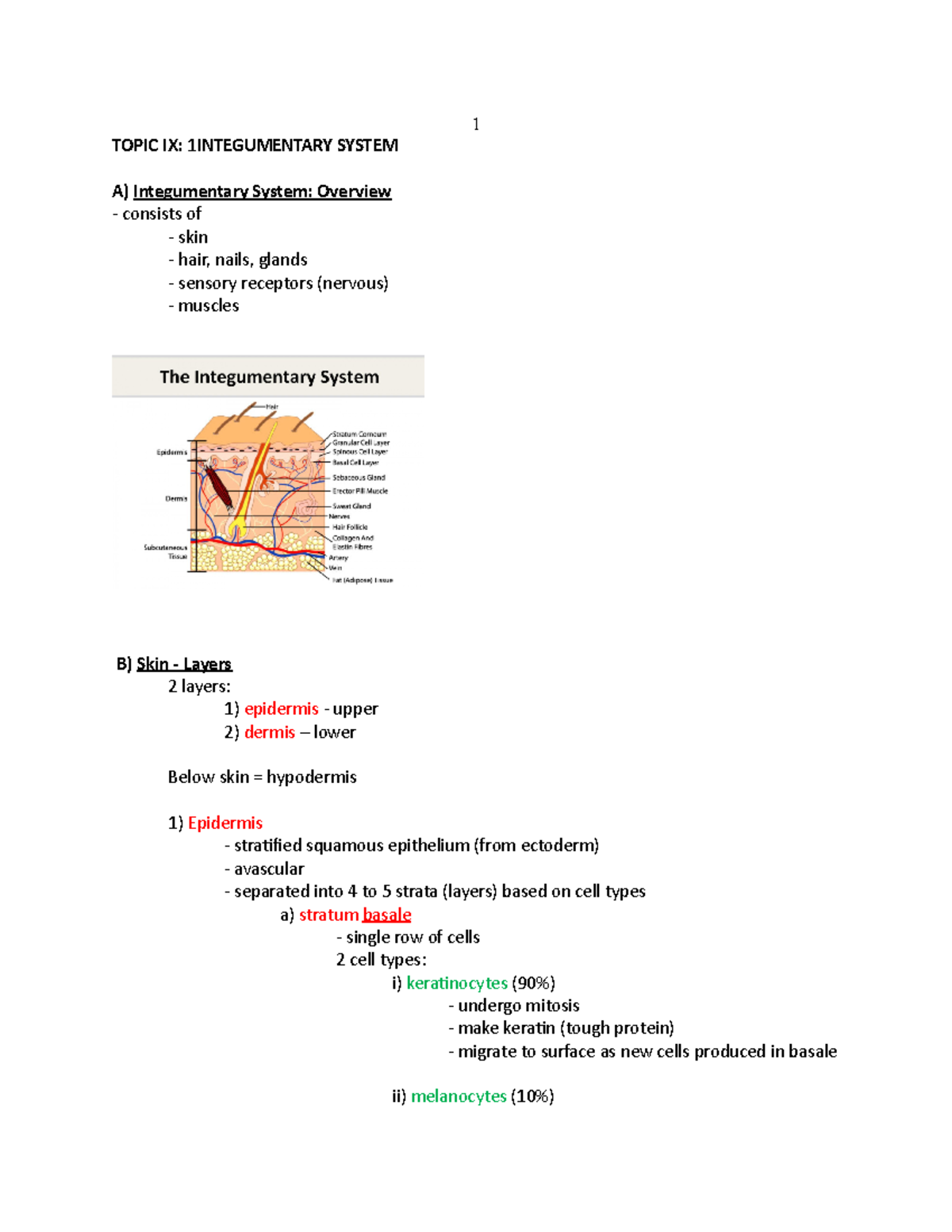 Topic IX Integumentary System - TOPIC IX: 1 INTEGUMENTARY SYSTEM A ...