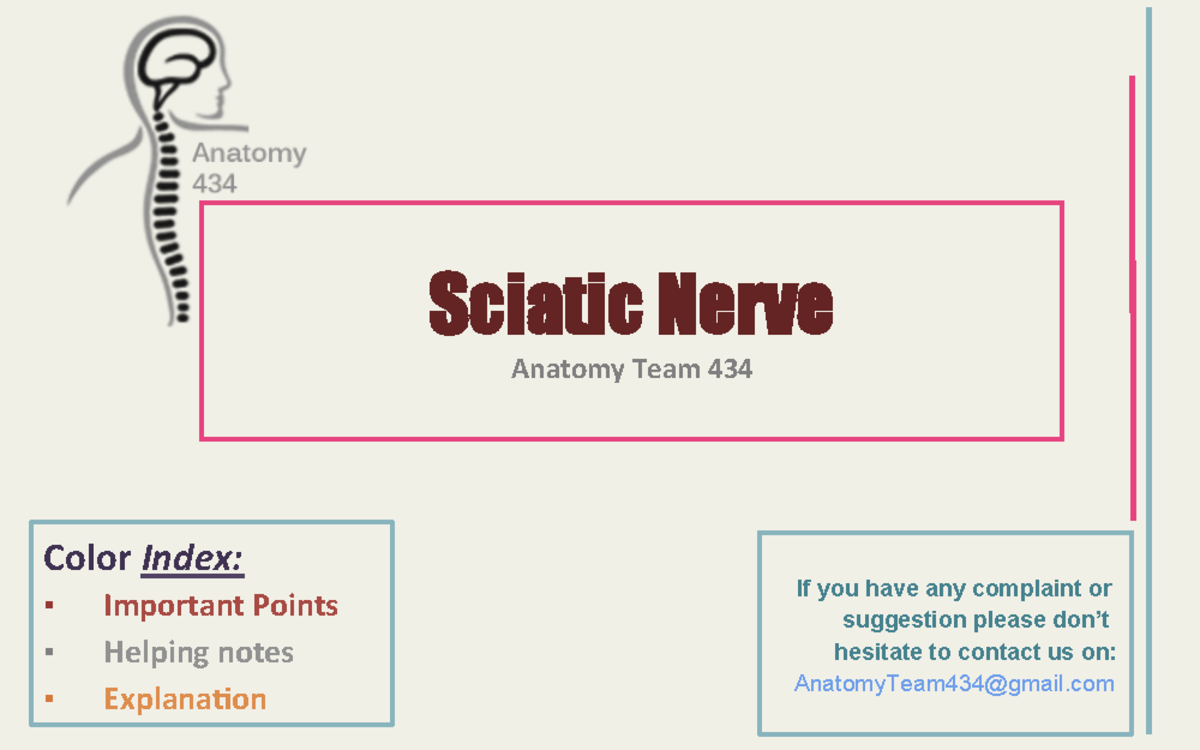 15.Sciatic Nerve - Sciatic Nerve Anatomy Team 434 Color Index ...