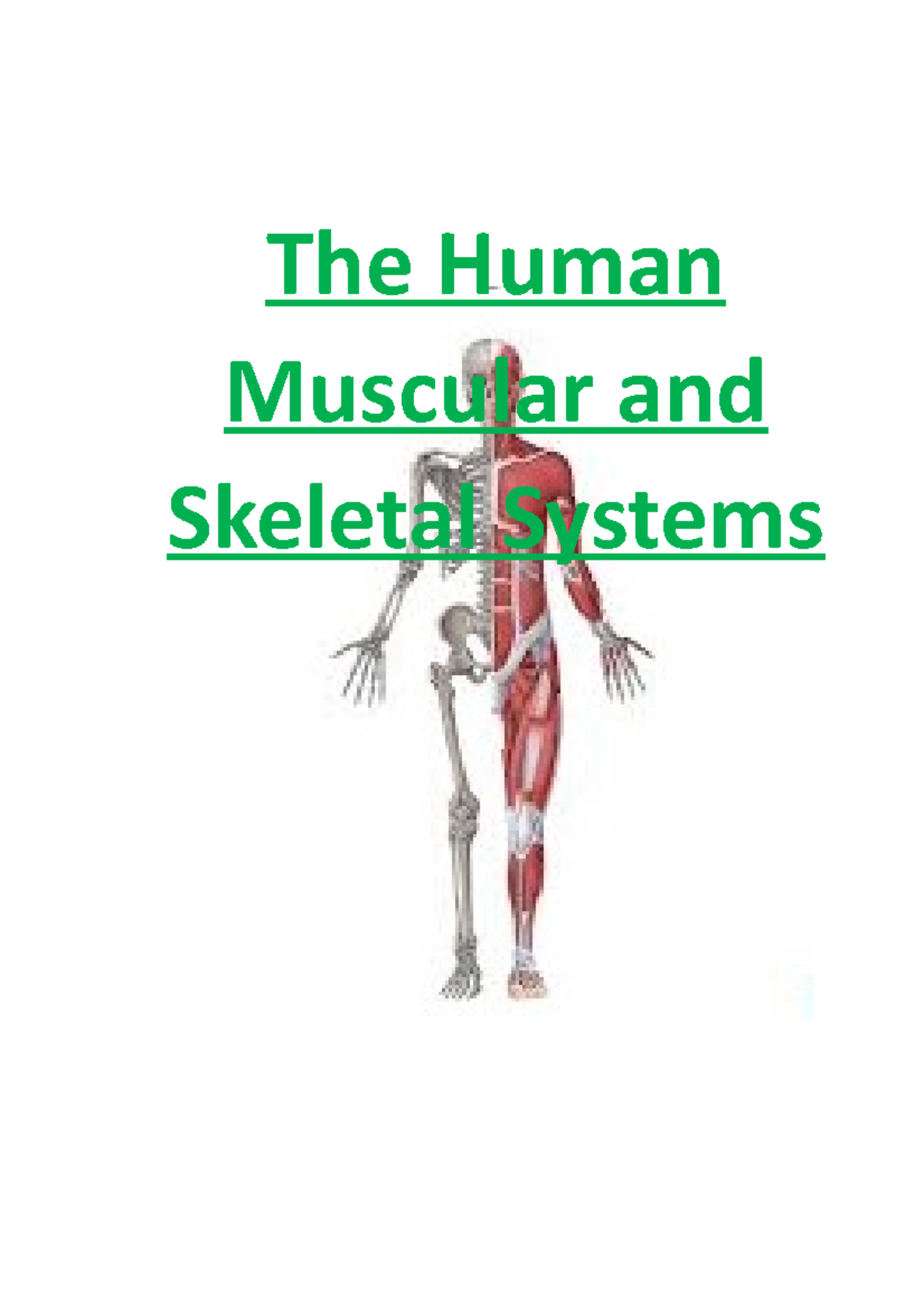 Unit 11 assignment - The Human Muscular and Skeletal Systems ...