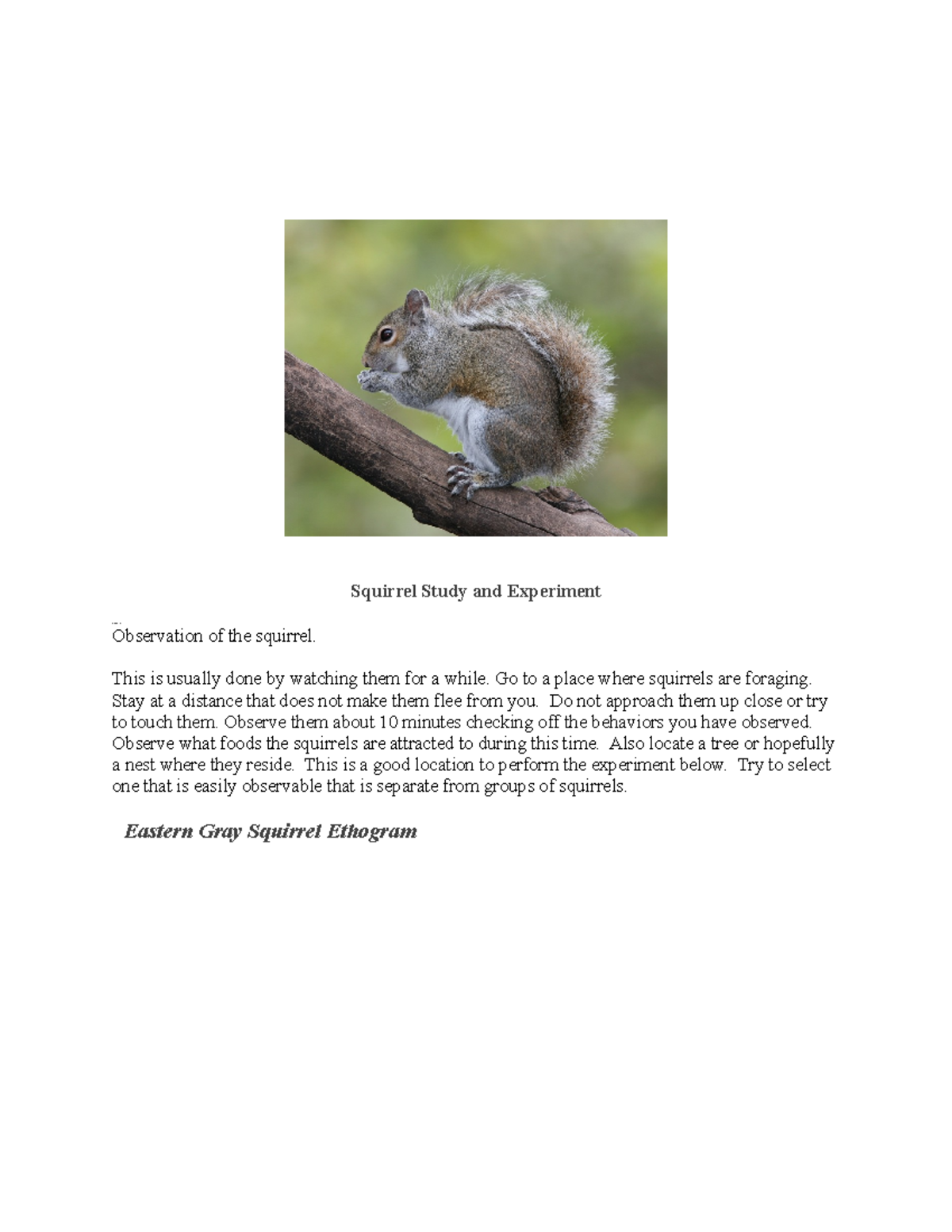 Squirrels Experiment Write-up instructions Lewis-2 - Squirrel Study and ...