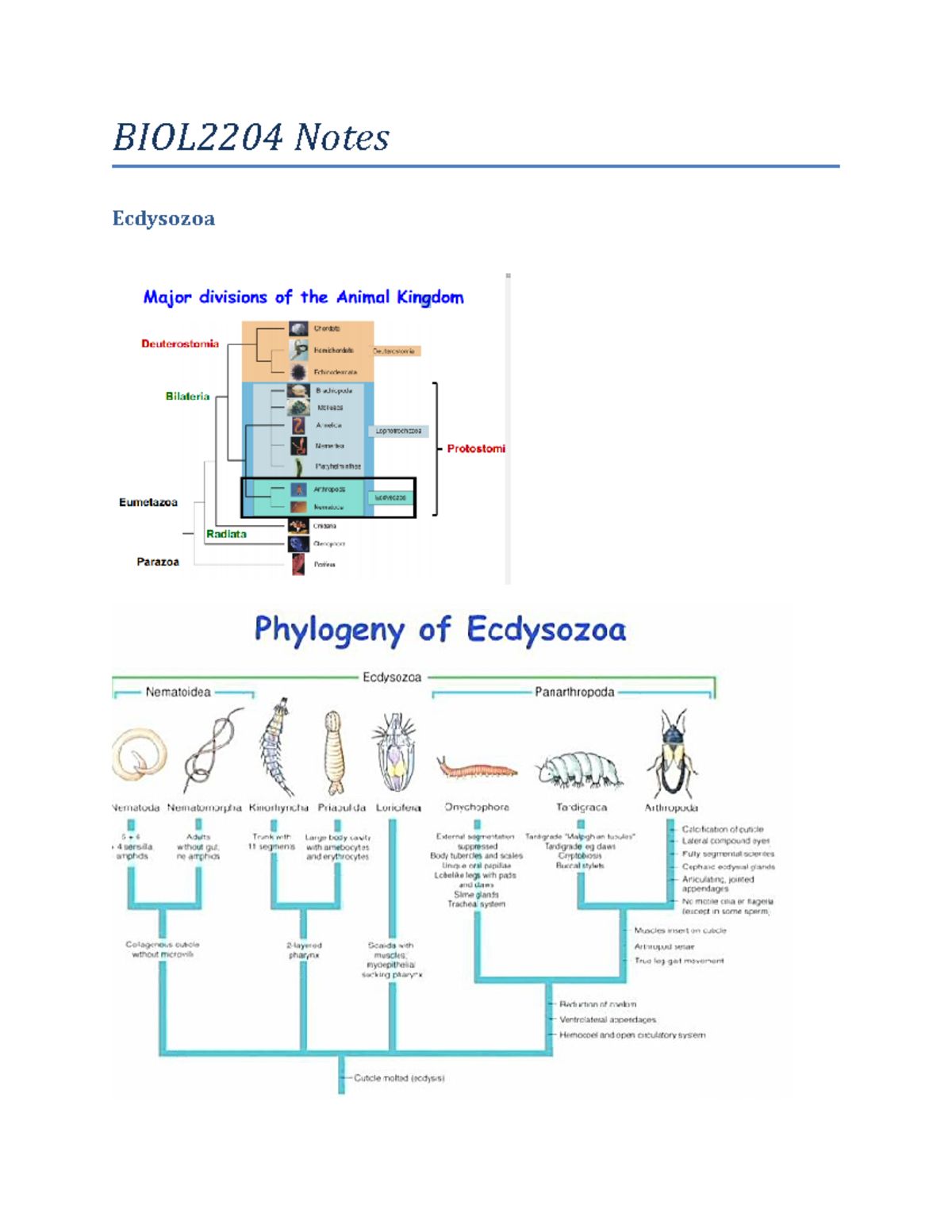 Summary complete 2013/14.pdf - BIOL2204 Notes Ecdysozoa Ecdysozoa ...