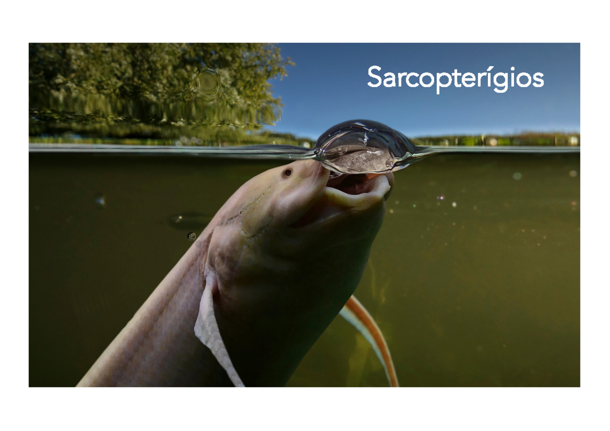 Peixes pulmonados - Zoologia - Vertebrados - Universidade Lusófona ...
