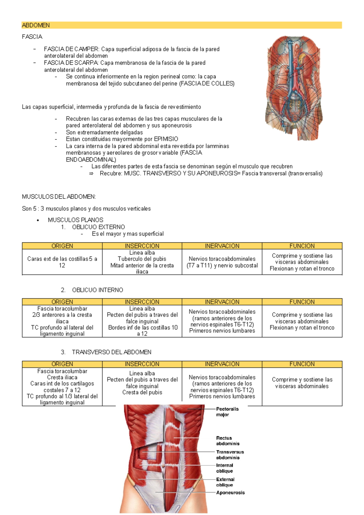 Abdomen Anatomia Resumen Musculos Y Fascia - ABDOMEN FASCIA FASCIA DE ...