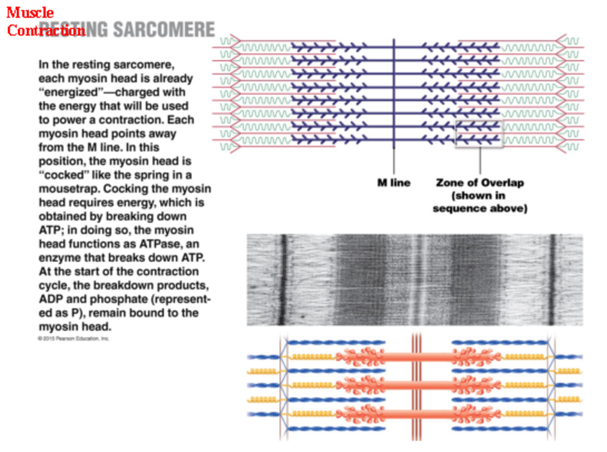The Resting Sarcomere - PLN 103 - Muscle Contraction - Studocu