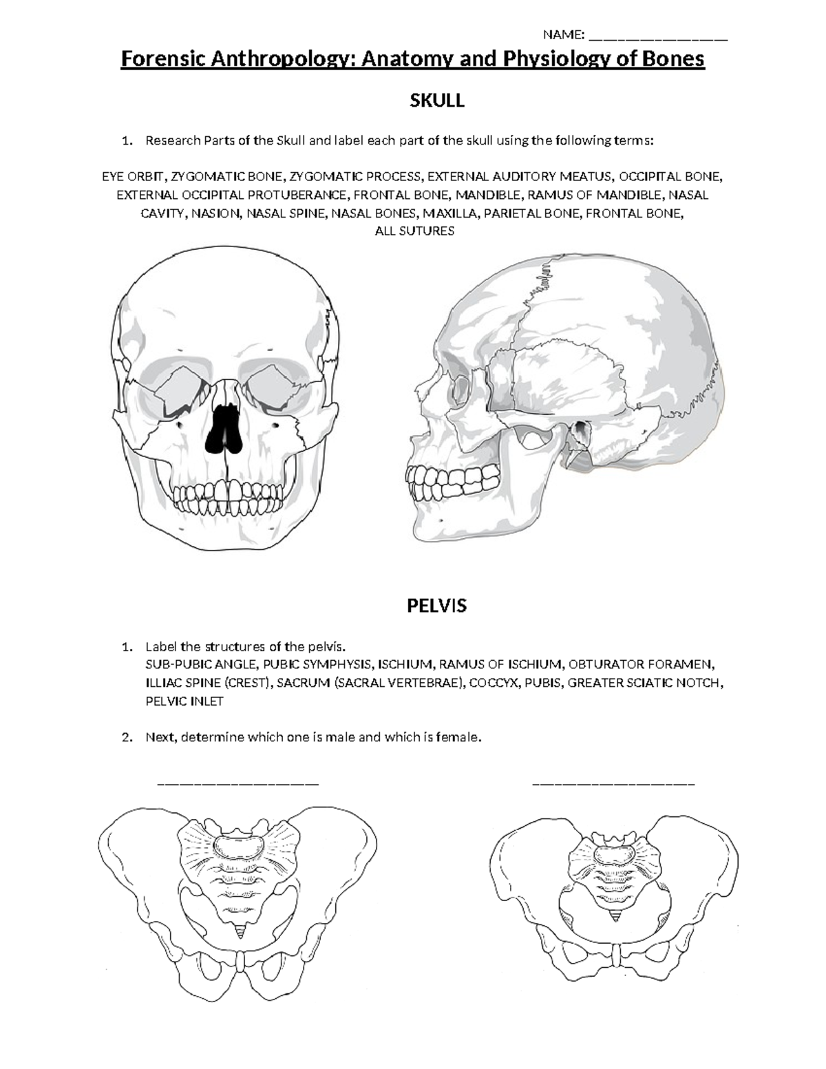 Forensic+Anthropology+Labeling - NAME: ___________________ Forensic ...