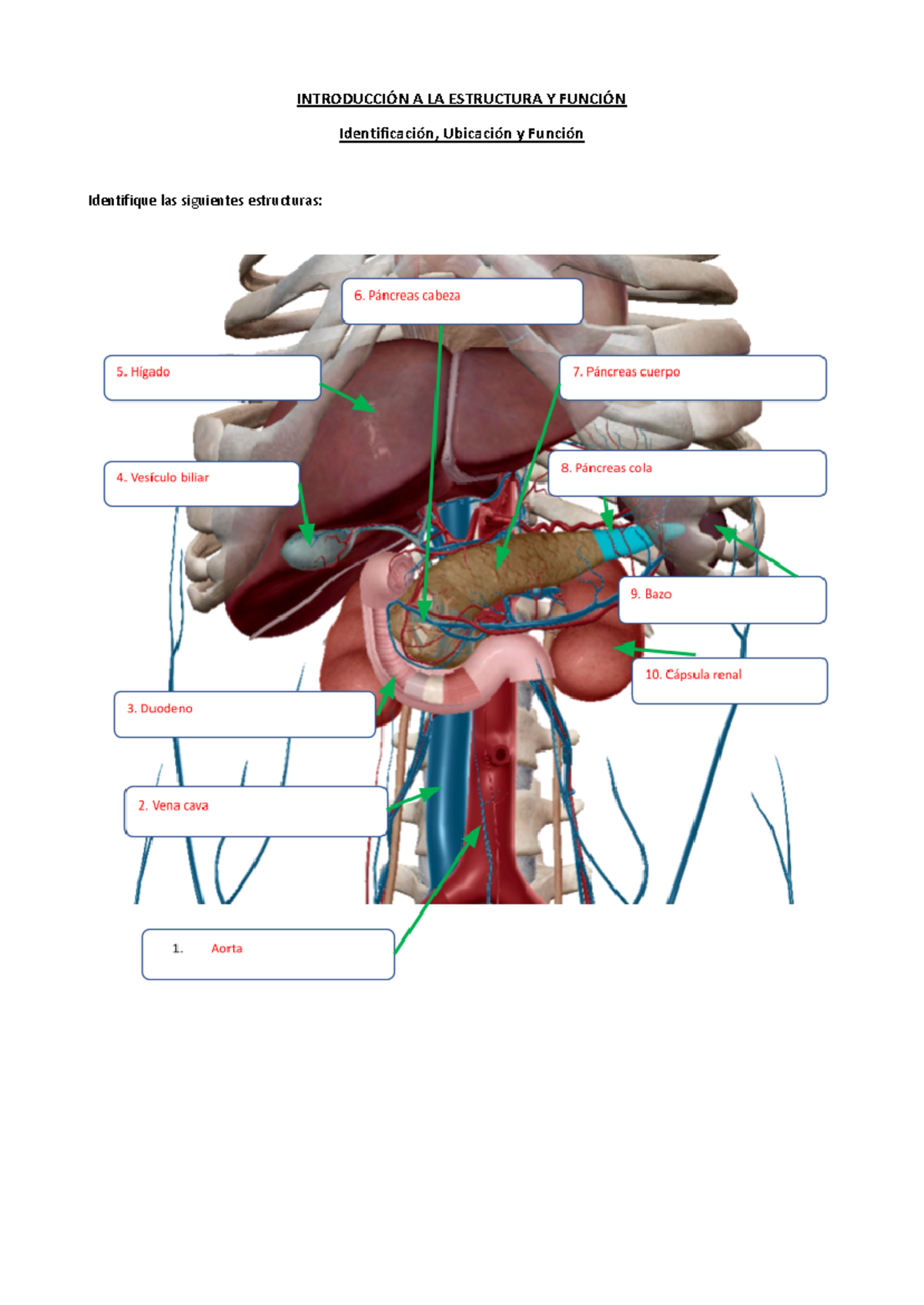 2024 Actividad - Estructura y Función - INTRODUCCIÓN A LA ESTRUCTURA Y ...