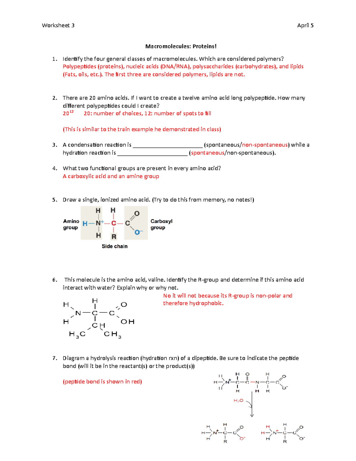 BIO 161 Worksheet 3 - Worksheet 3 April 5 Macromolecules: Proteins! 1 ...