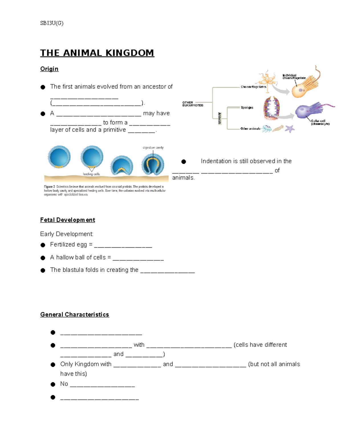 1.0 The Animal Kingdom Handout - THE ANIMAL KINGDOM Origin The first ...