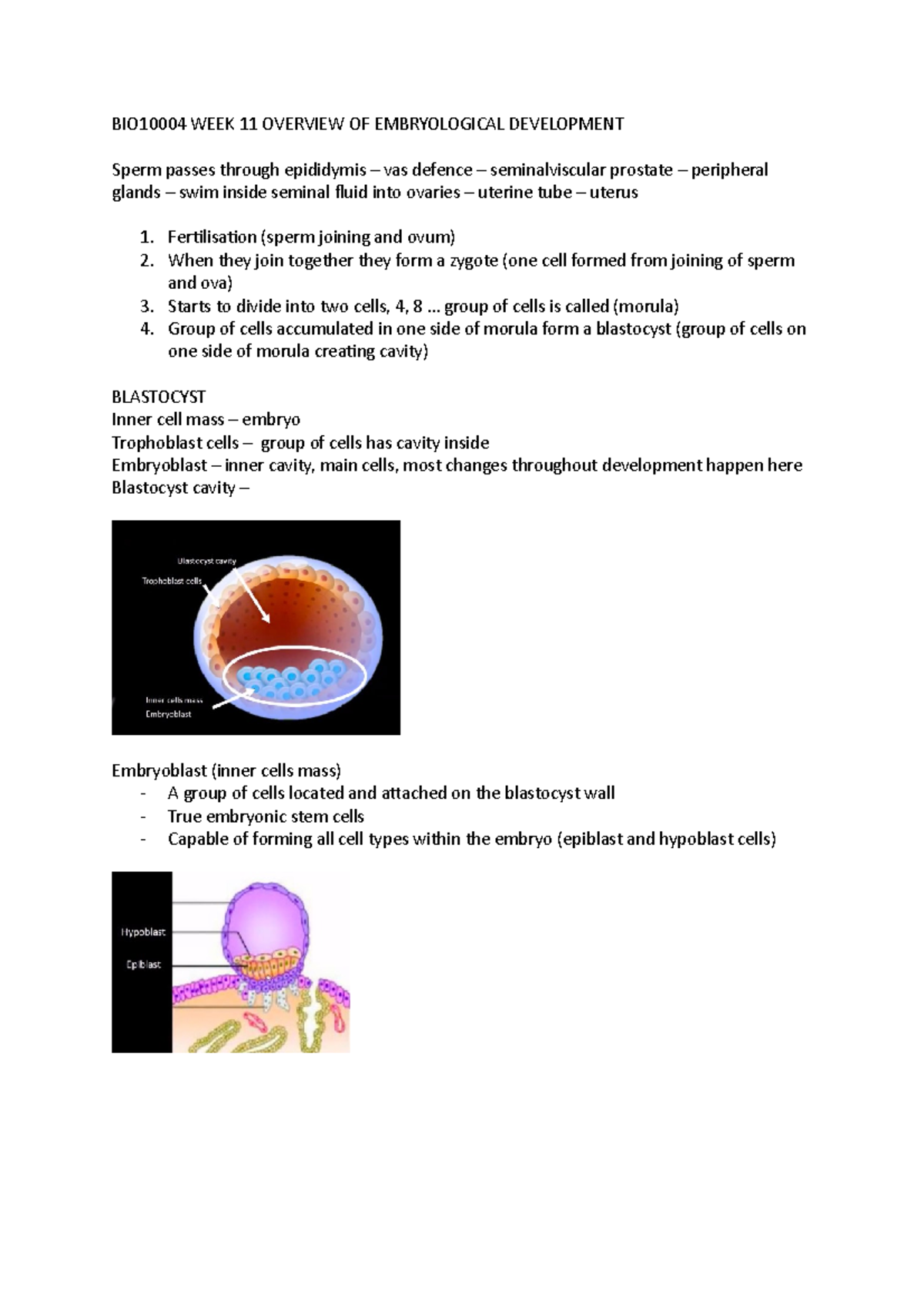 WEEK 11 Overview OF Embryological Development - BIO10004 WEEK 11 ...