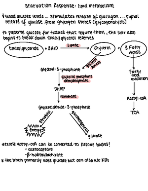 TCA Cycle, ETC, and Oxidative Phosphorylation Typed Study Guide ...
