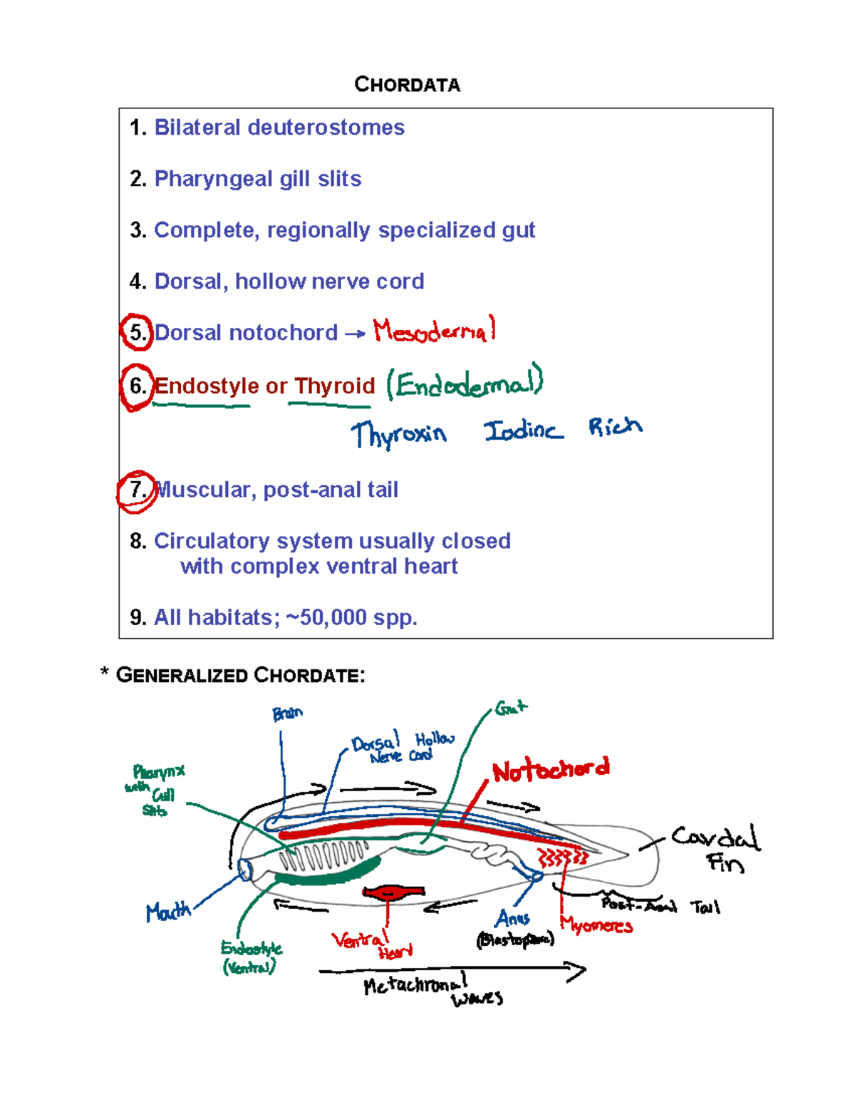 13 Chordata Project for the chordata section - *GENERALIZED CHORDATE: 1 ...