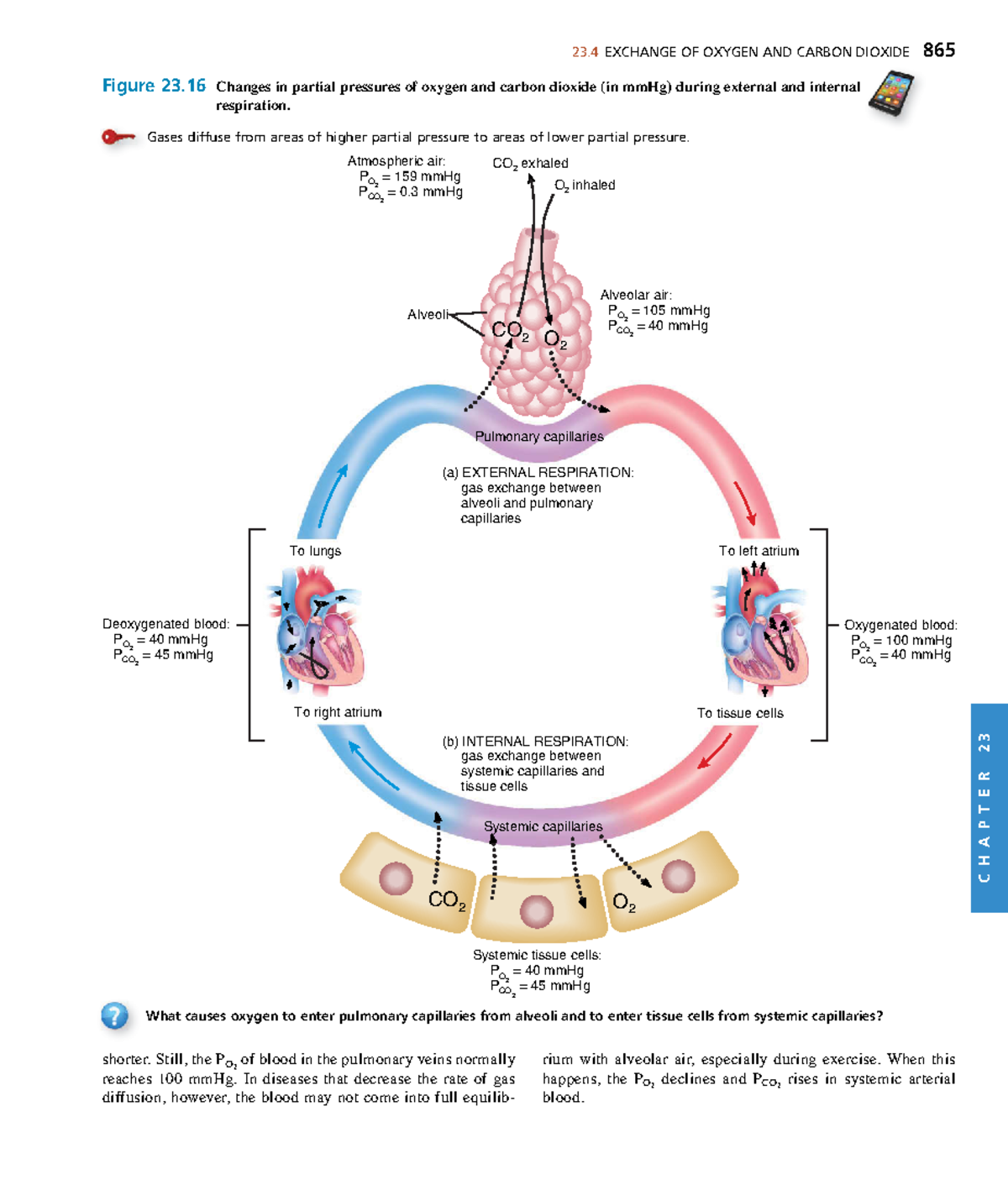 Anatomy-physiology-225 - C H A P T E R 23 23 EXCHANGE OF OXYGEN AND ...