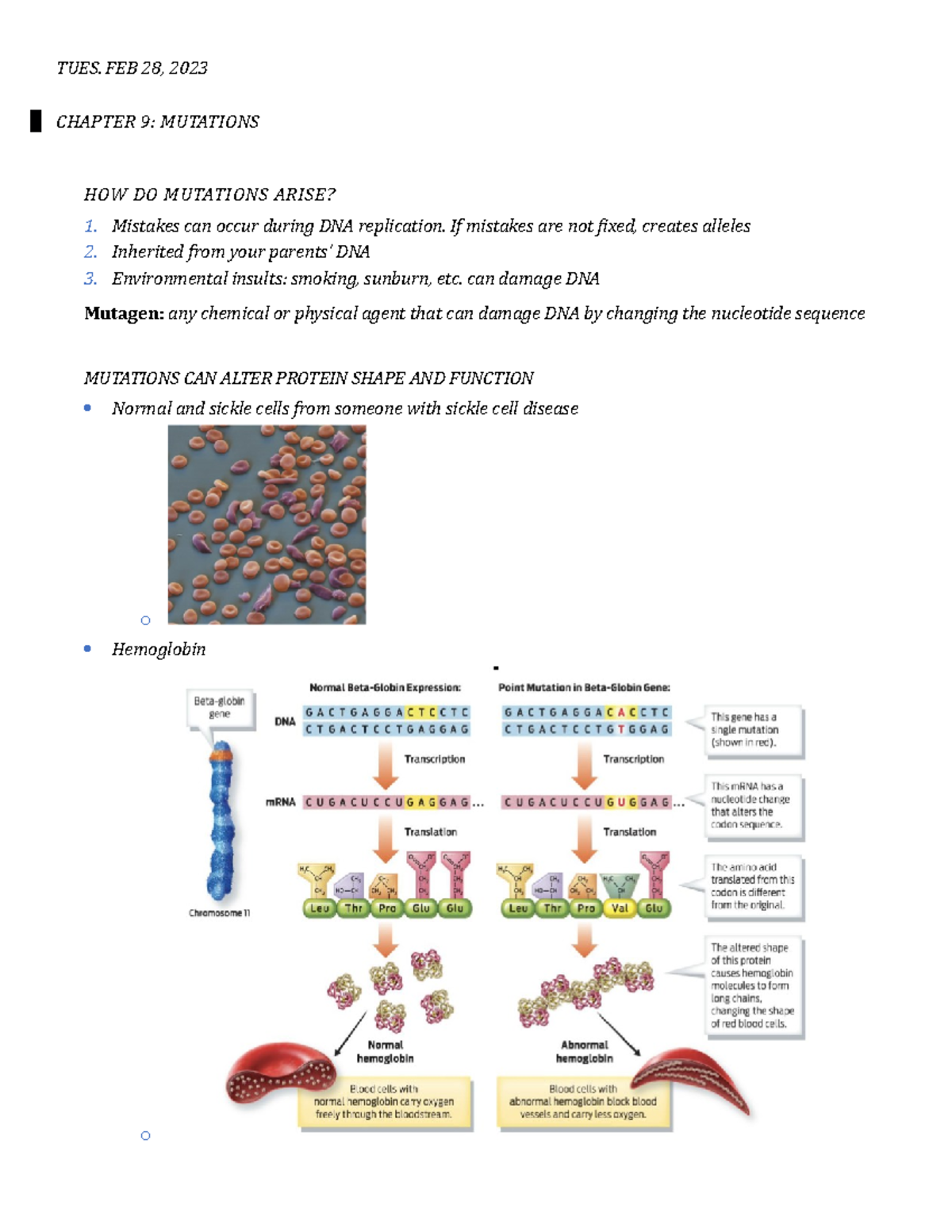 Chapter 9 - TUES. FEB 28, 2023 CHAPTER 9: MUTATIONS HOW DO MUTATIONS ARISE? Mistakes can occur ...