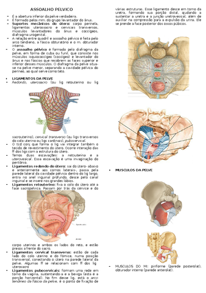 Nervo Hipoglosso - Resumo - ANATOMIA E TRAJETO DO NERVO - eferente ...