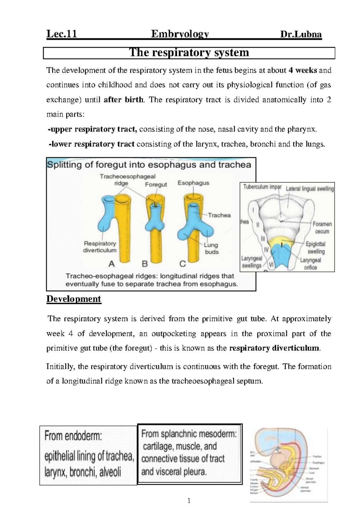 Respiratory system - General Physiology - Lec Embryology Dr The ...